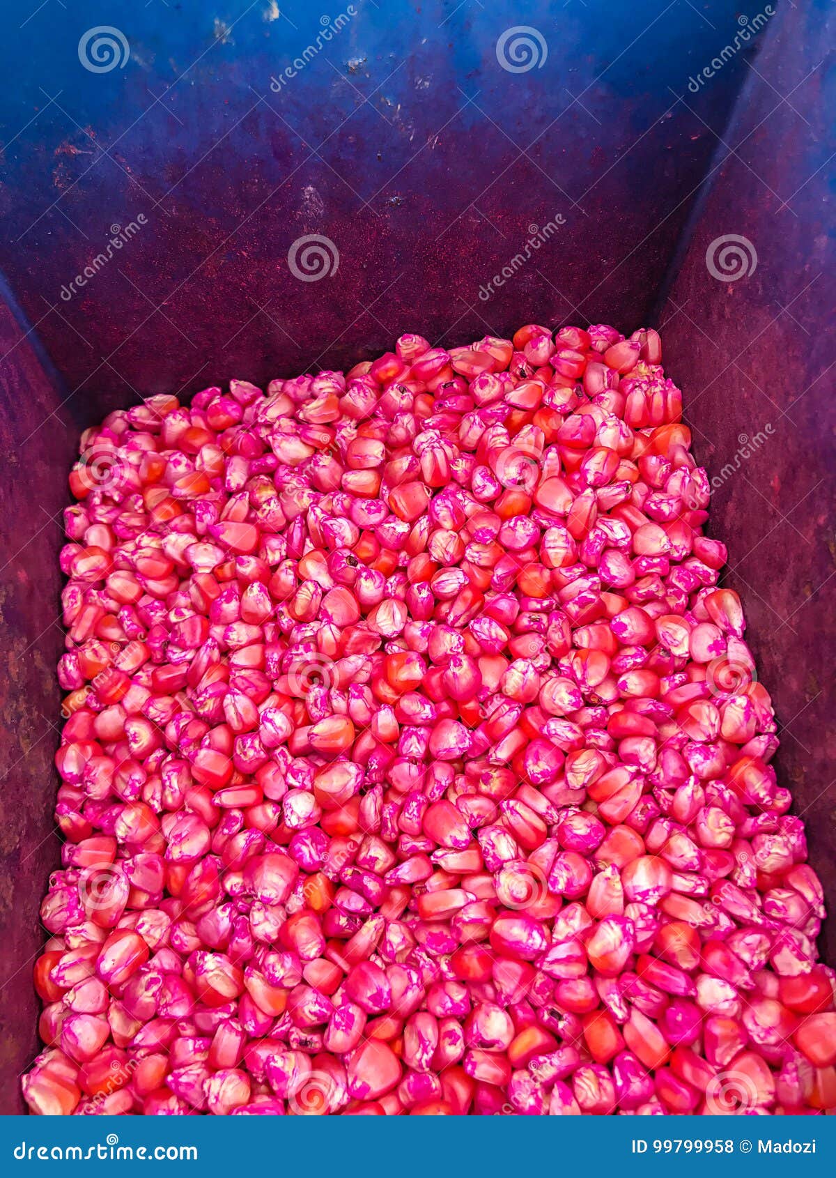 Corn Seed Chemically Treated Stock Photo - Image of sweet, chemically ...