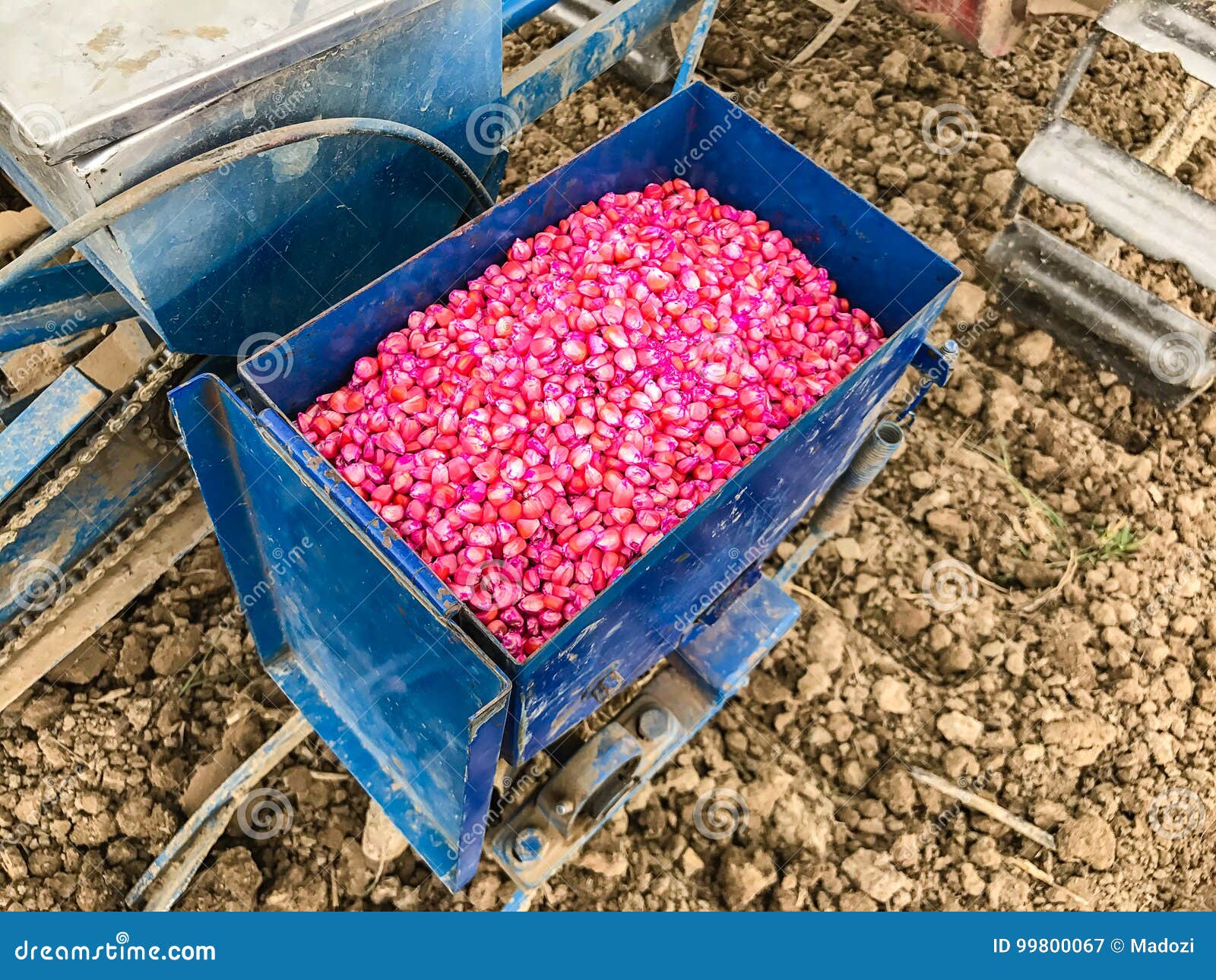 Corn Seed Chemically Treated Stock Image - Image of seeding, bulk: 99800067