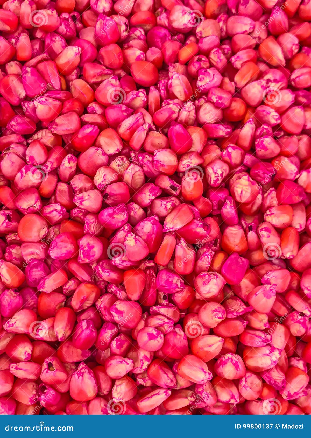 Chemically Treated Corn Maize Seed In Seeding Machine Royalty-Free ...