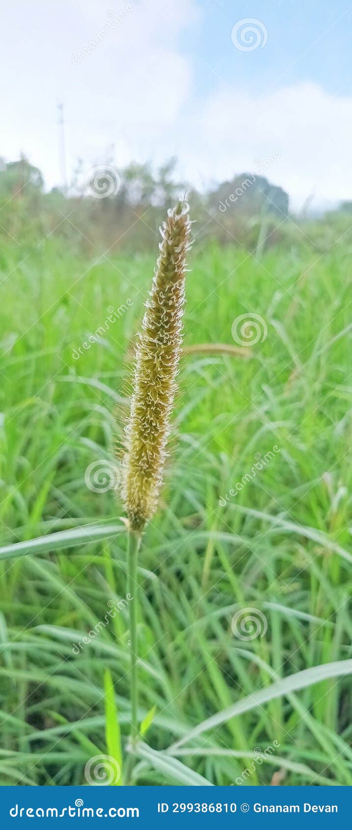 Corn stock photo. Image of climate, food, harvest, corn - 299386810