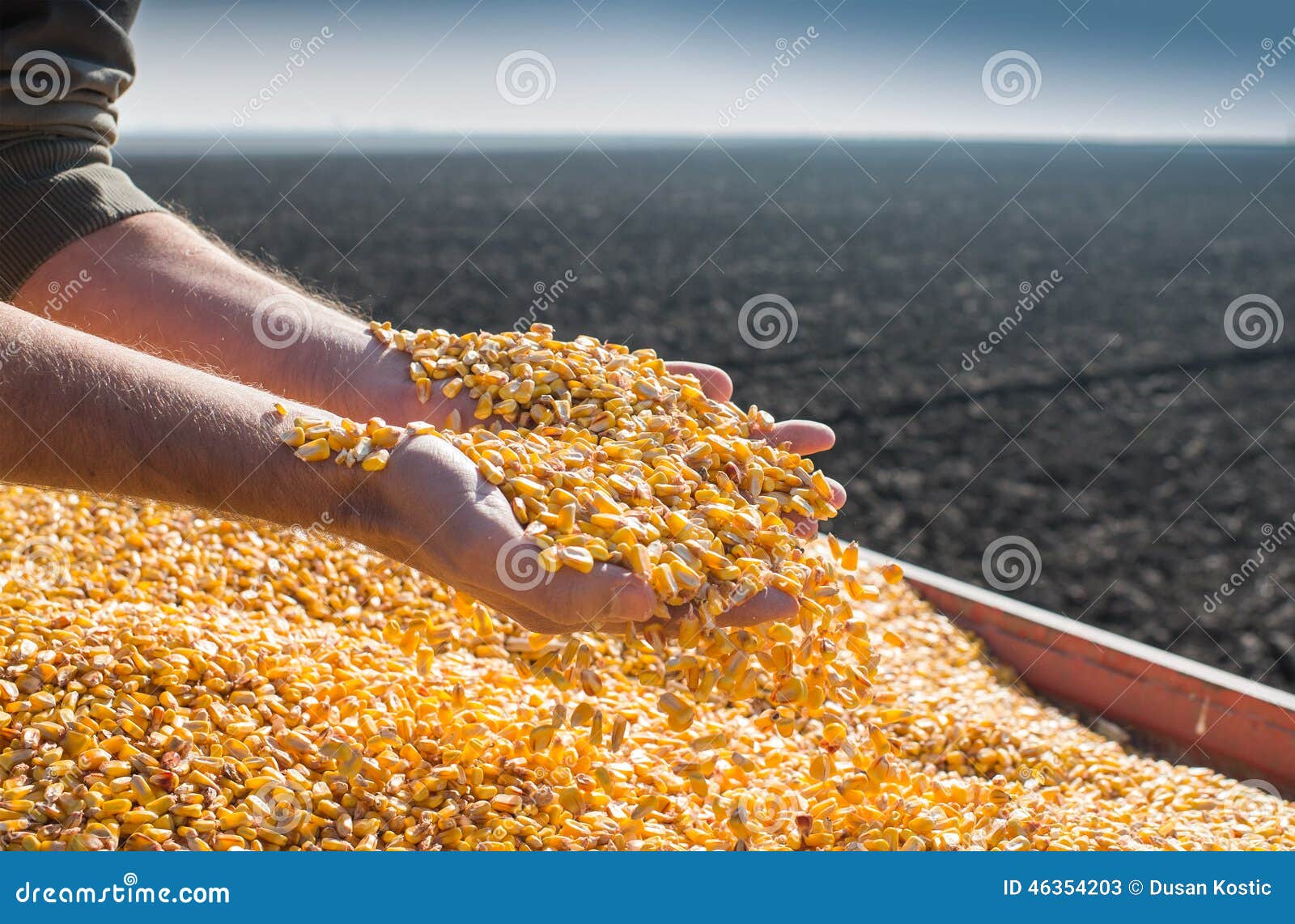 Corn seed stock image. Image of grain, agriculture, ingredient - 46354203