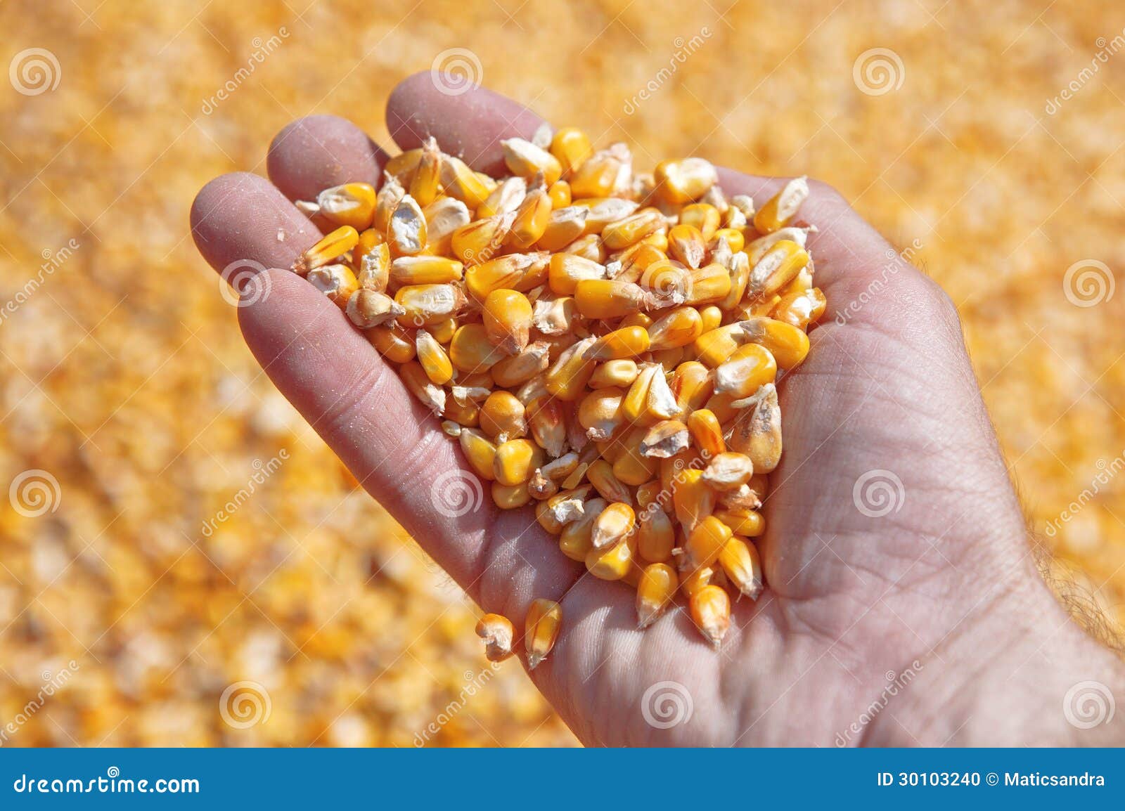 Corn seed stock photo. Image of cereal, hand, maize, person - 30103240