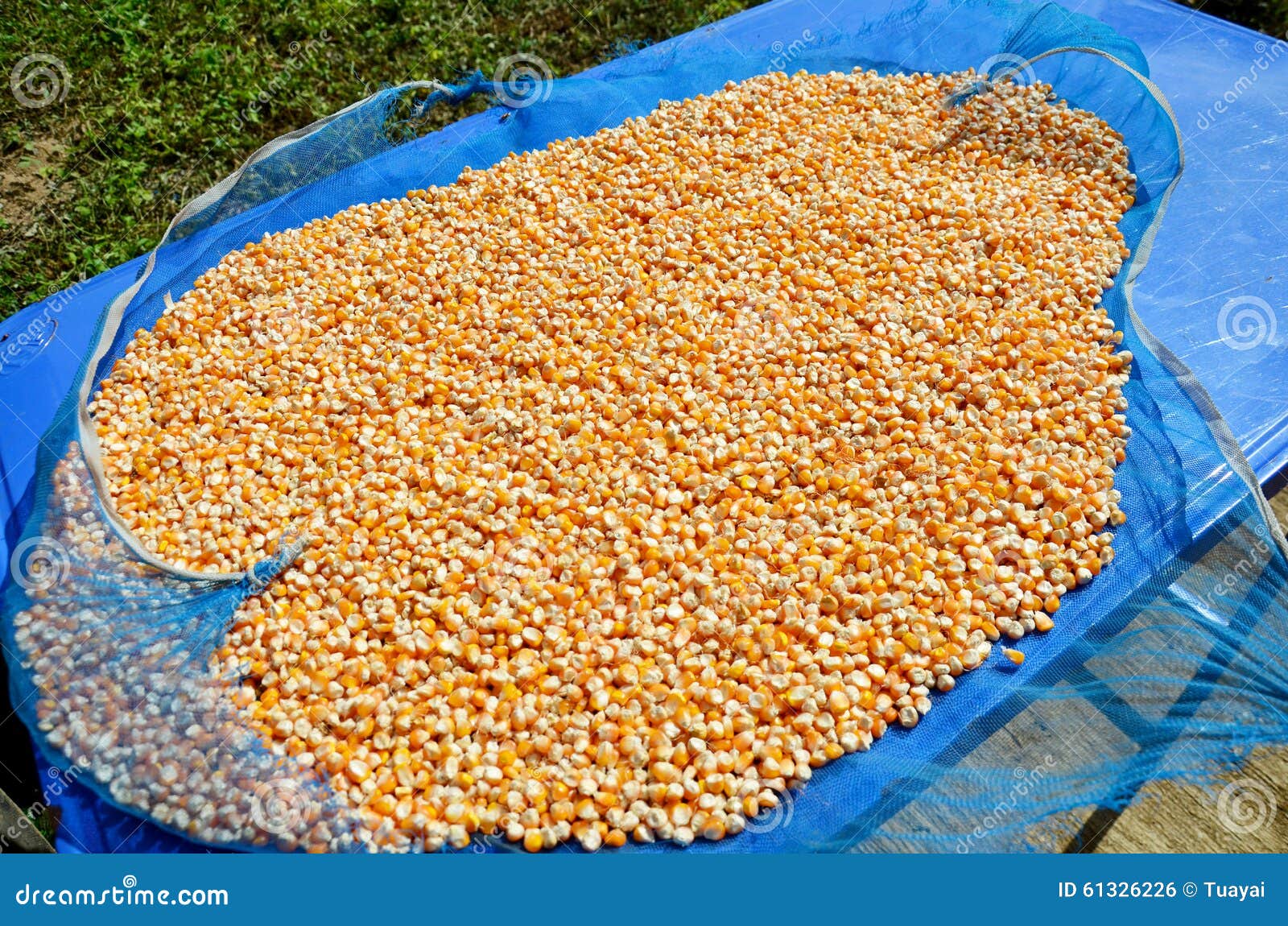 Corn seed kernels texture stock photo. Image of dried - 61326226