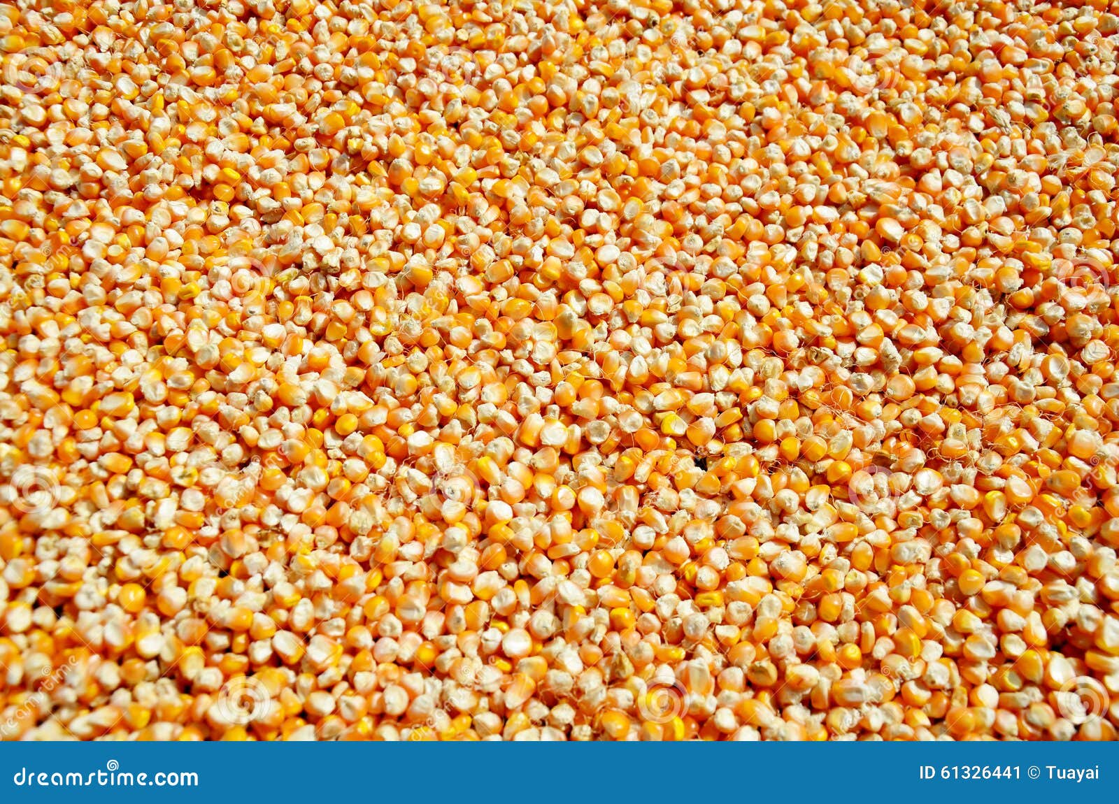 Corn Seed Kernels Texture Royalty-Free Stock Photo | CartoonDealer.com ...