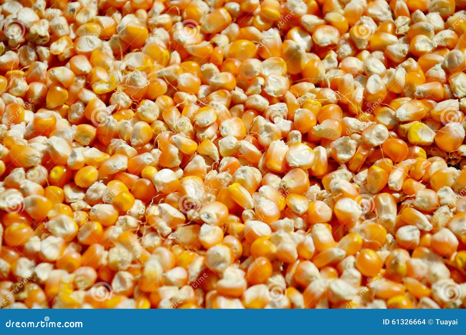 Corn Seed Kernels Texture Royalty-Free Stock Image | CartoonDealer.com ...
