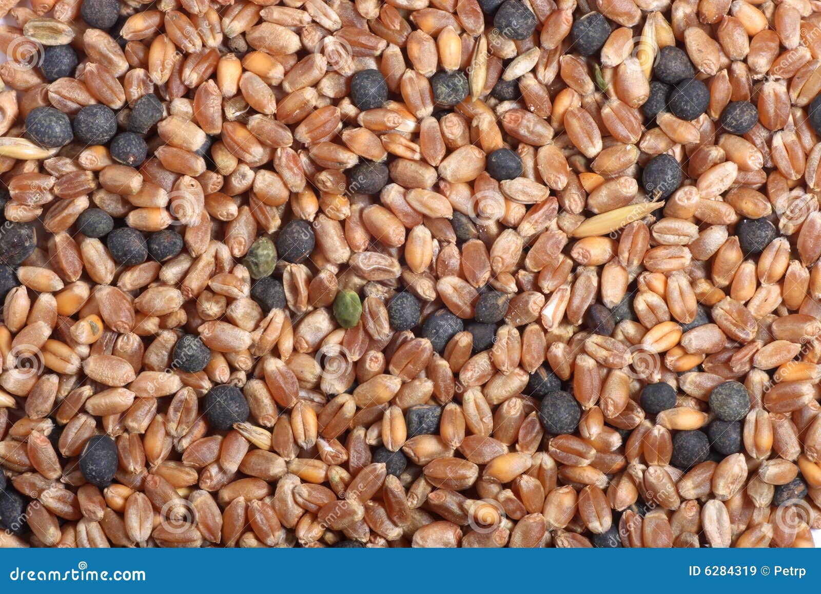 Corn seed mixture close-up stock image. Image of garden - 6284319