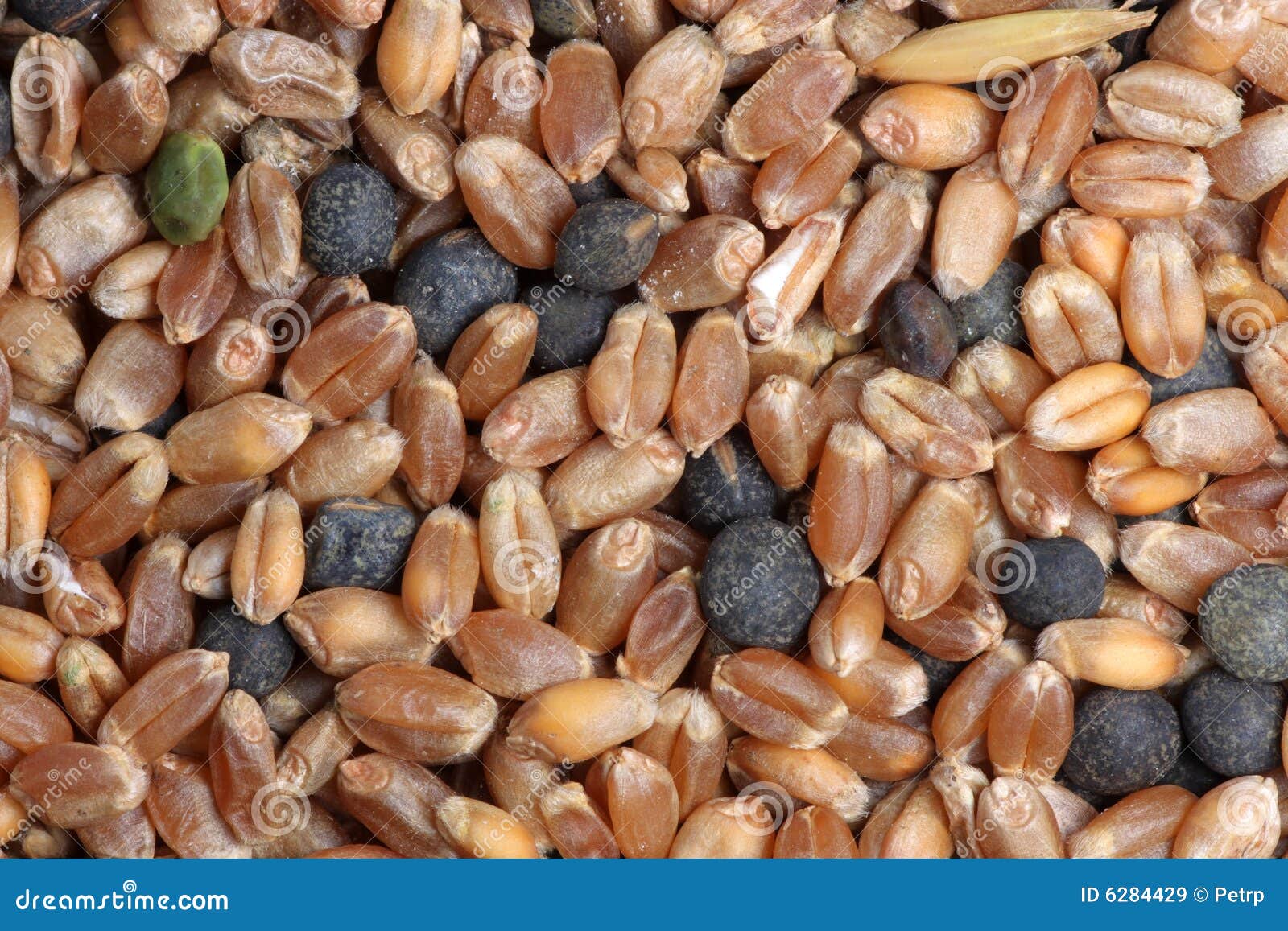 Corn seed mixture close-up stock image. Image of fresh - 6284429