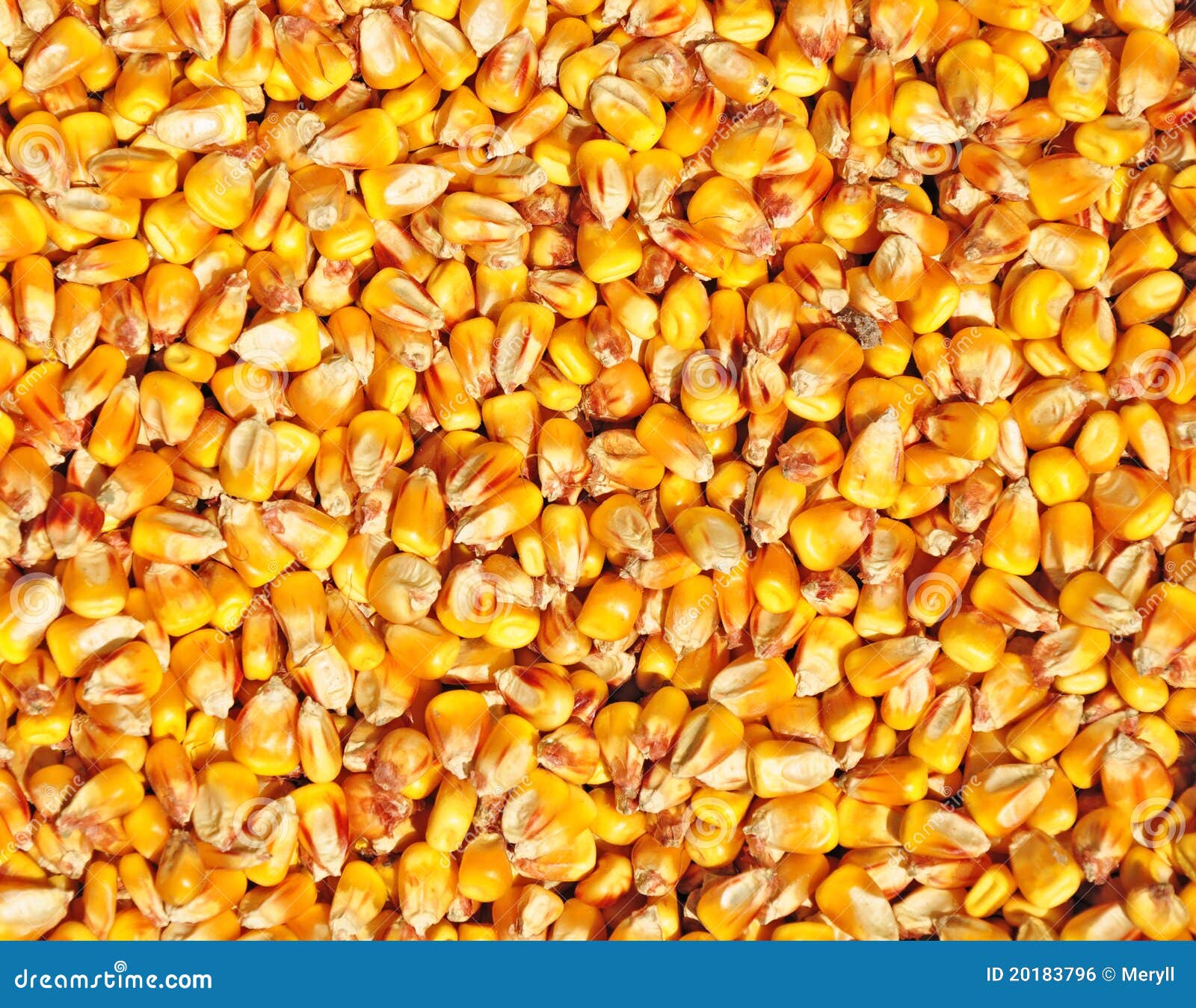 Corn Seed Stock Image | CartoonDealer.com #13956079