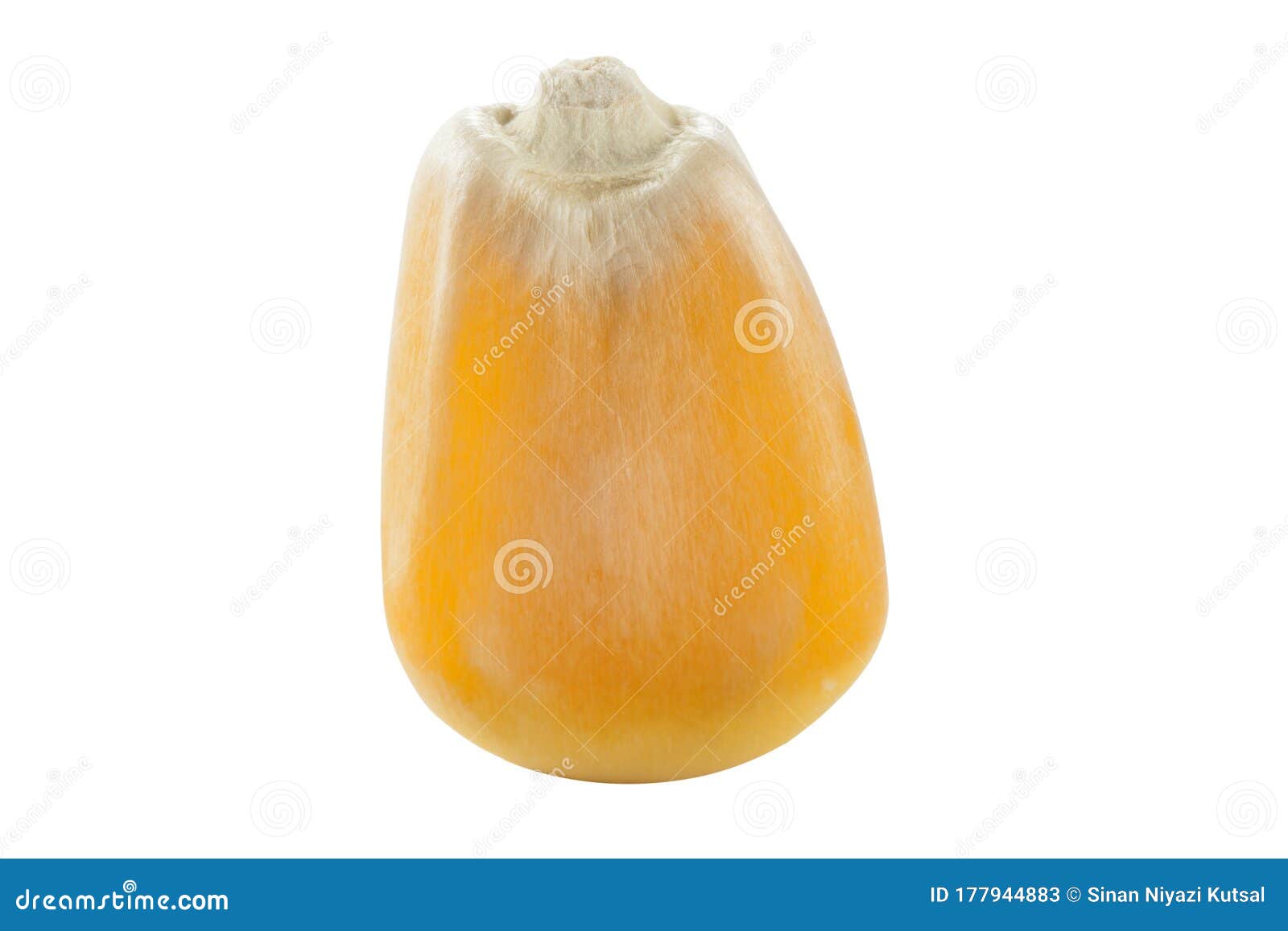 A Single Corn Seed on White Stock Image - Image of maize, agriculture ...