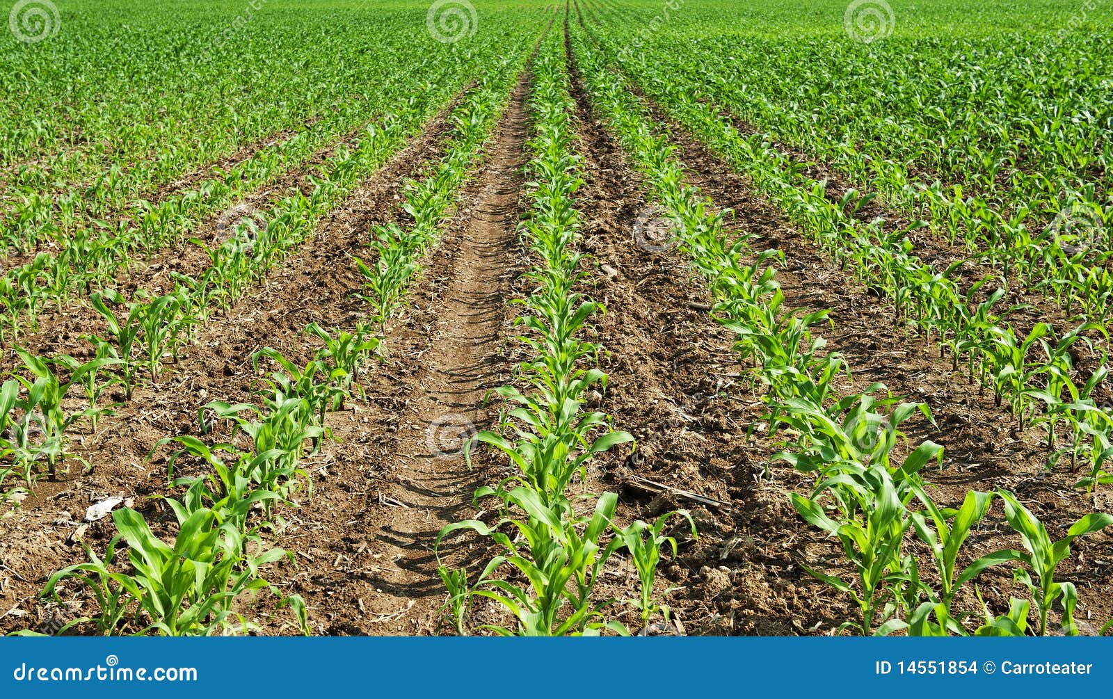 Corn seedling stock photo. Image of fresh, line, industry - 14551854