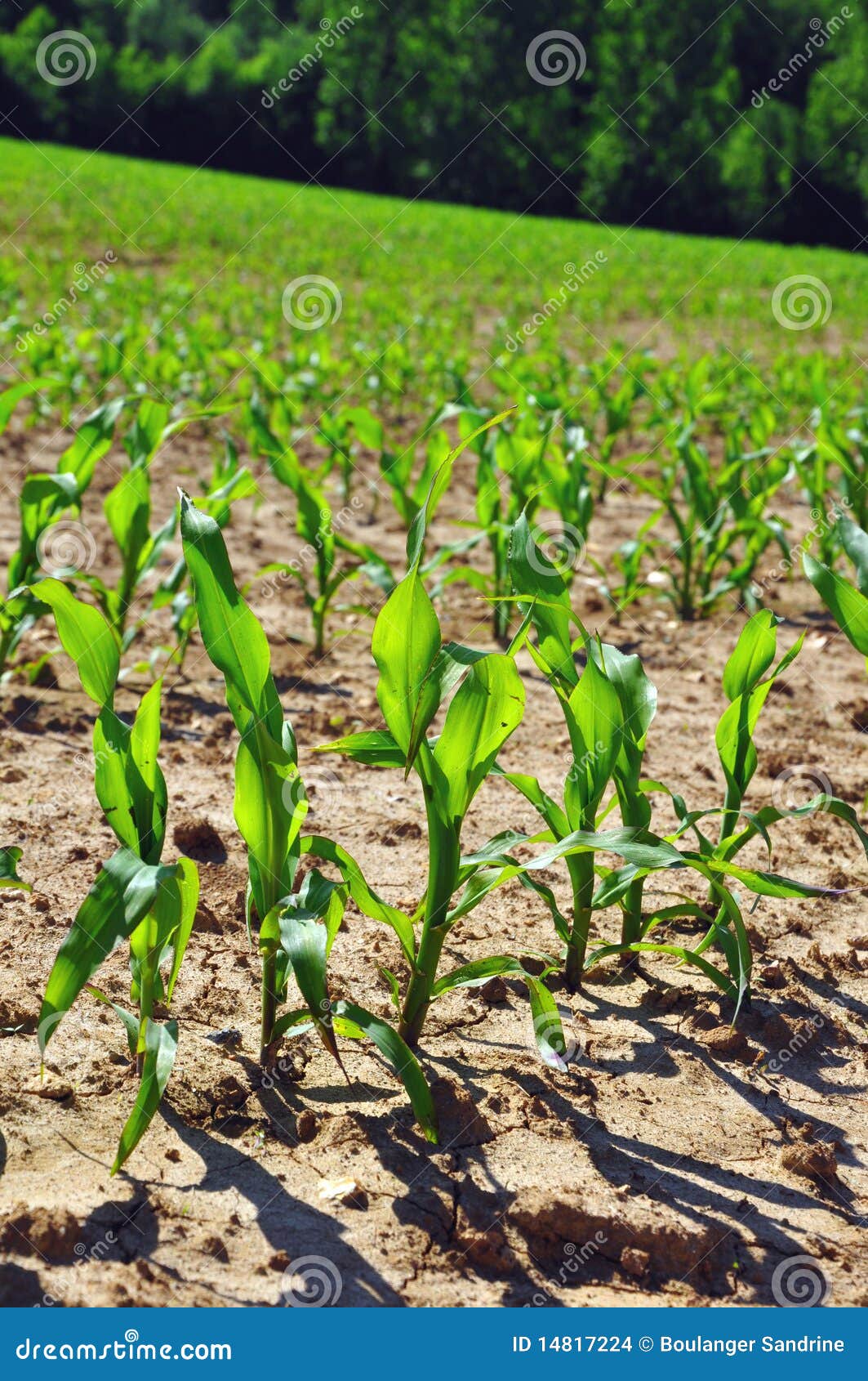 Corn seedling stock photo. Image of small, corns, cereal - 14817224