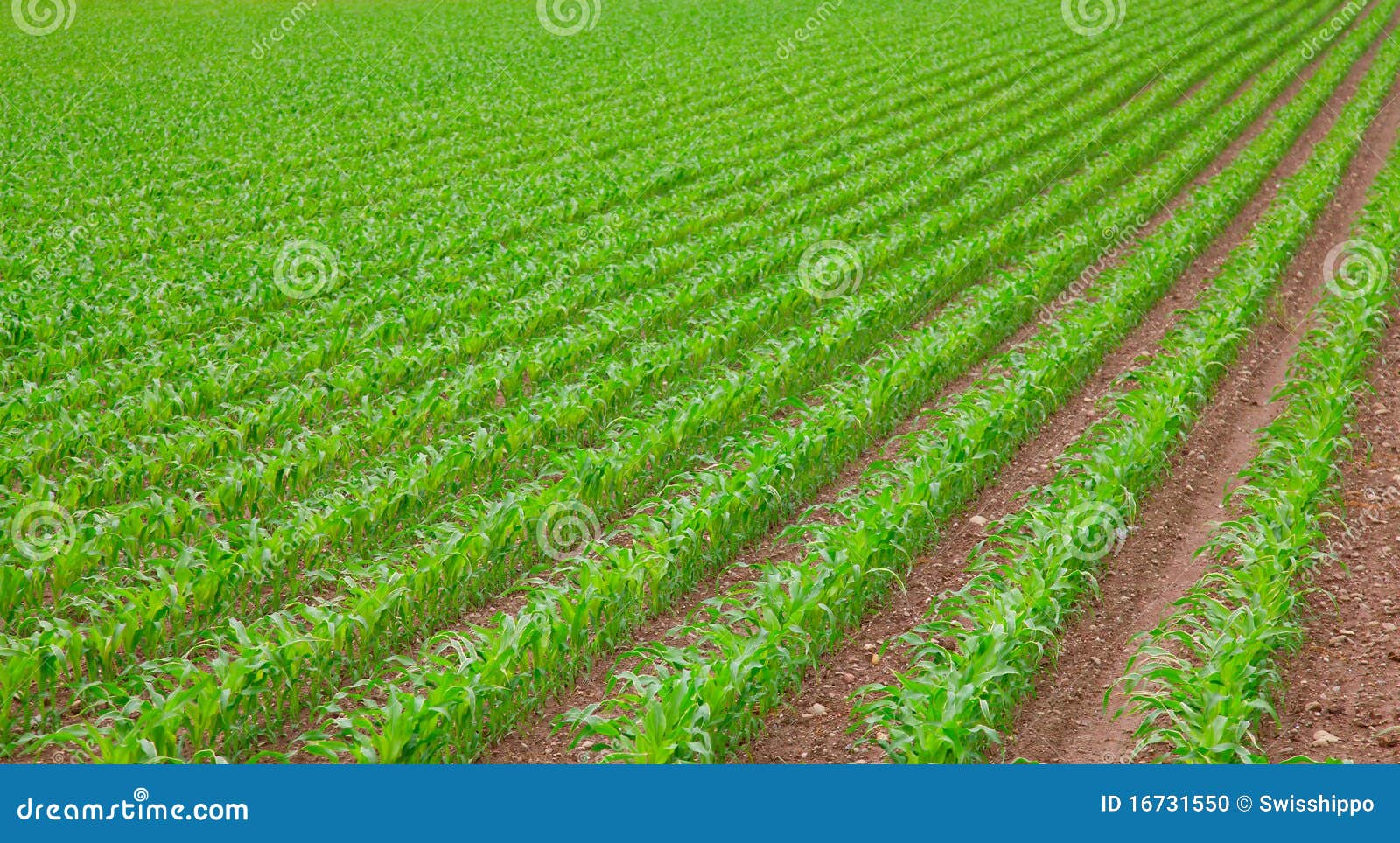 Corn seedling stock photo. Image of grain, garden, grow - 16731550