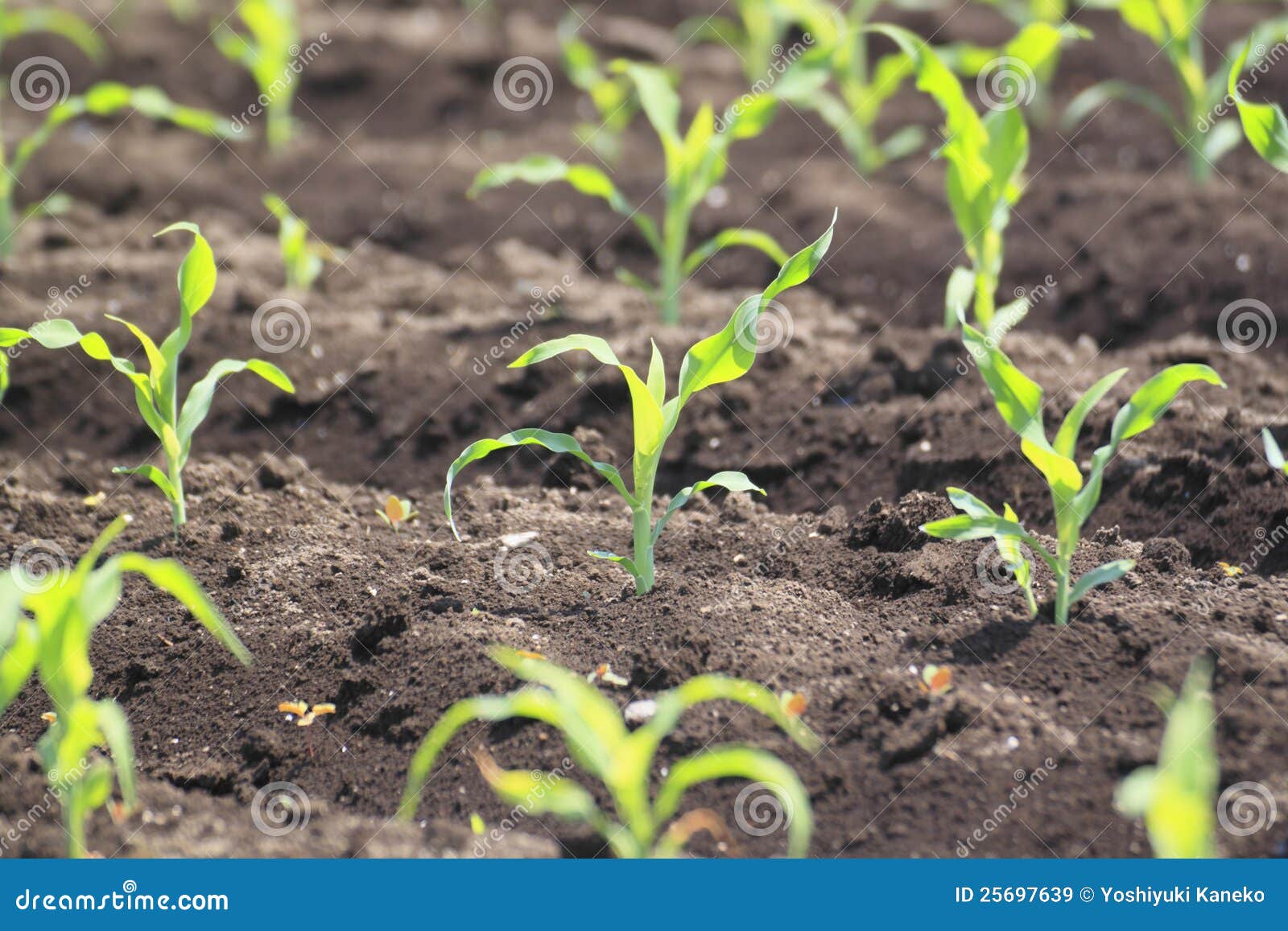 Corn seedling stock image. Image of plant, garden, swee - 25697639