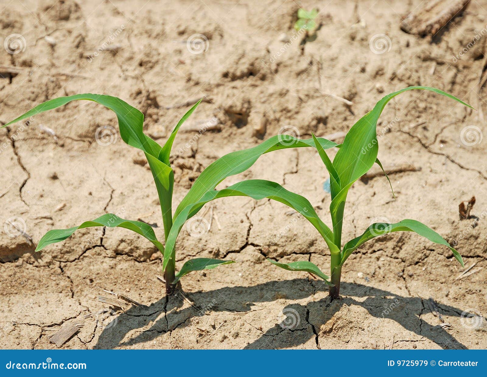 Corn Seedling Royalty Free Stock Images - Image: 9725979