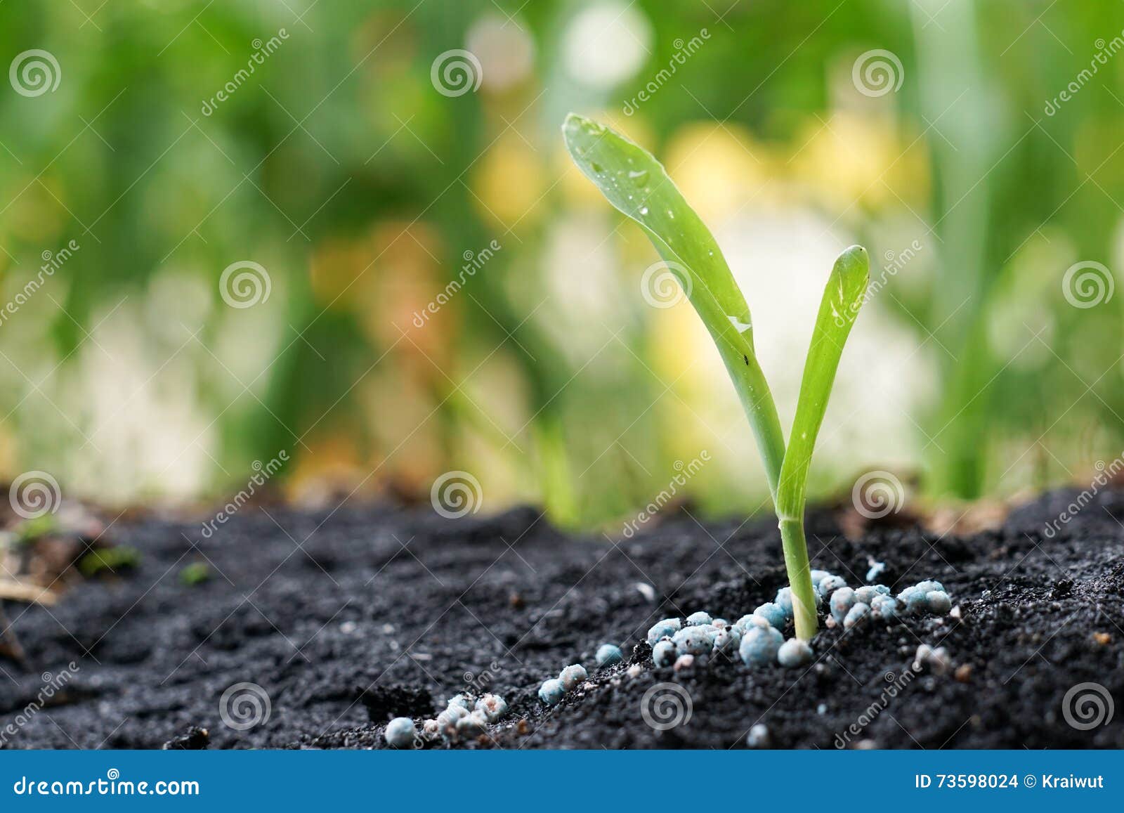 Corn seedling stock photo. Image of granule, ground, small - 73598024