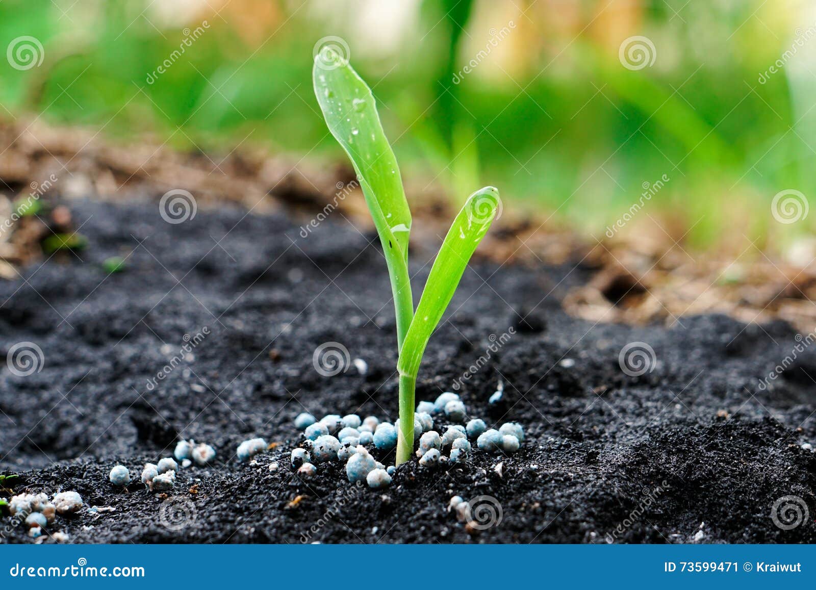 Corn seedling stock image. Image of ground, maize, moist - 73599471