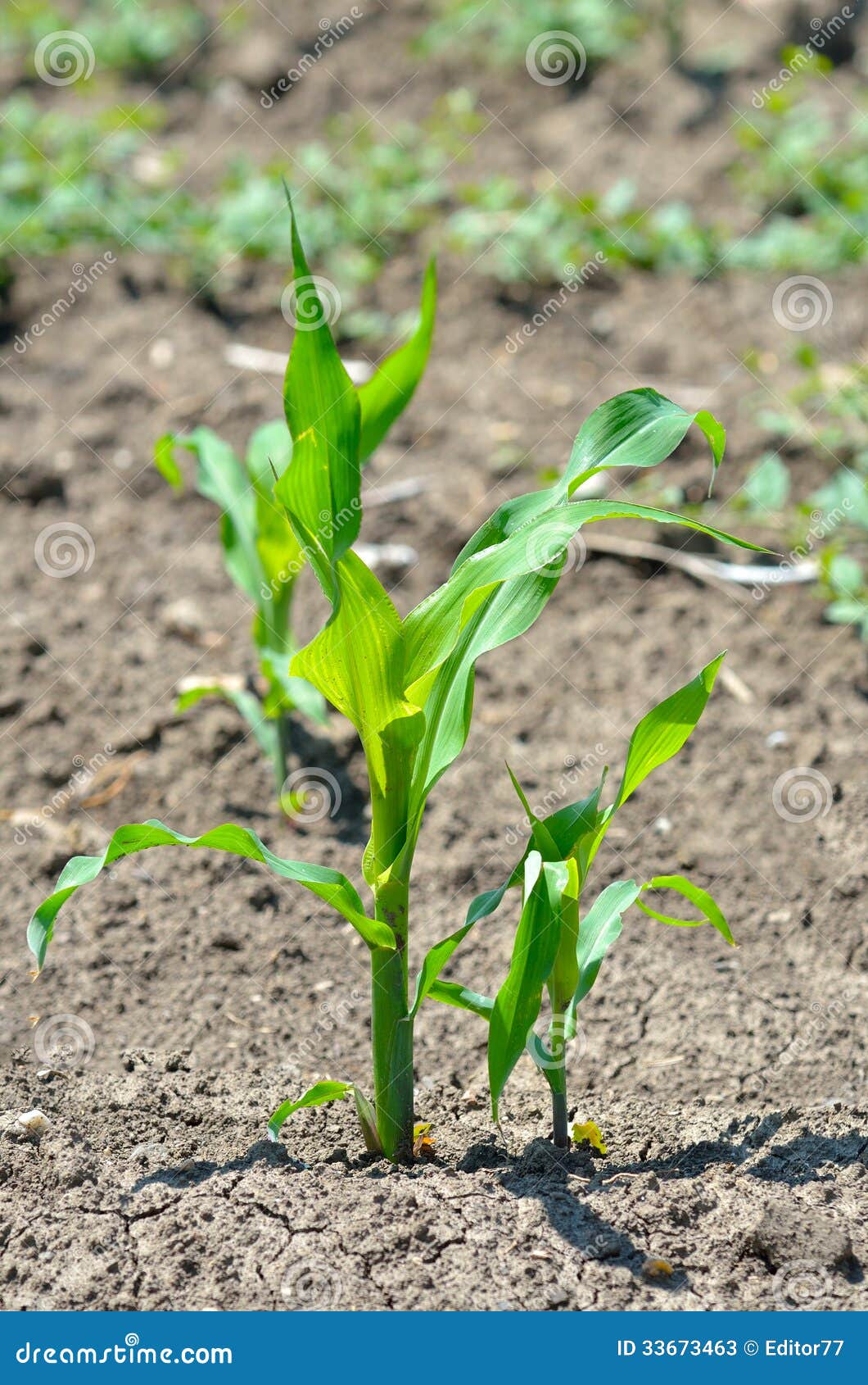 Corn seedling stock image. Image of ingredients, plants - 33673463