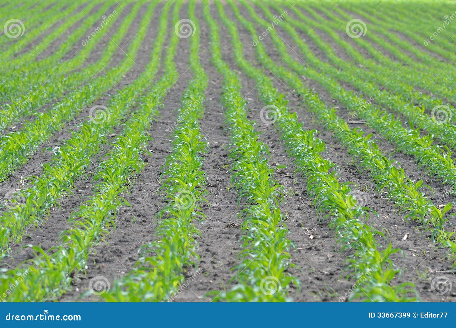 Corn seedling field stock image. Image of season, spring - 33667399