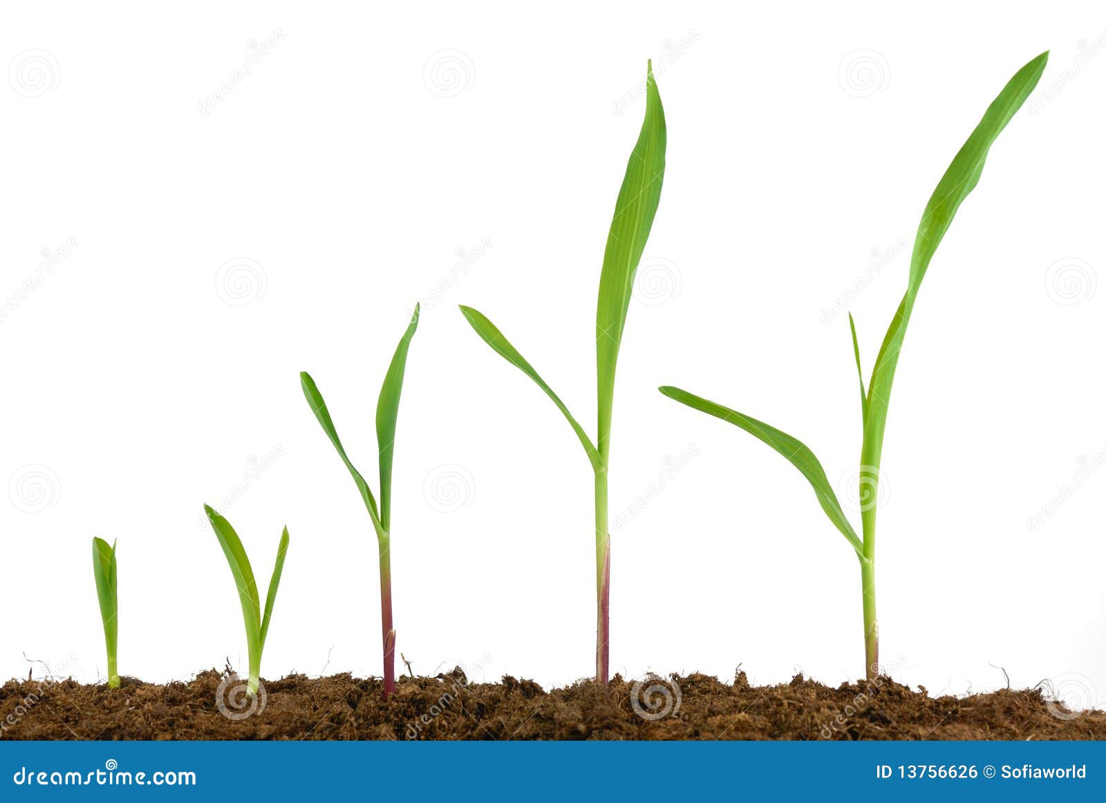 5,605 Corn Seedling Photos - Free & Royalty-Free Stock Photos from ...