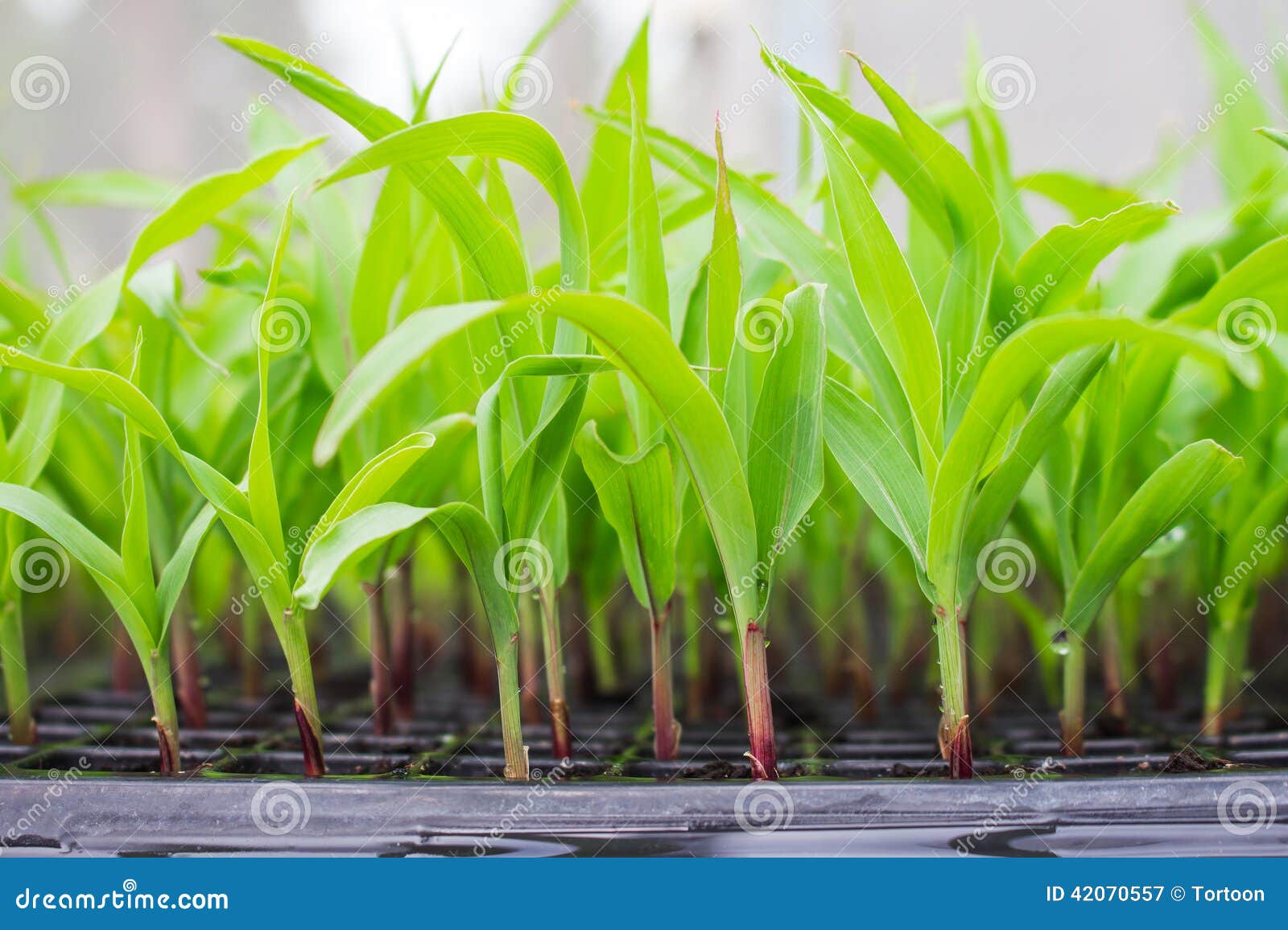 Greenhouse Corn Rows In Pots Royalty-Free Stock Photo | CartoonDealer ...