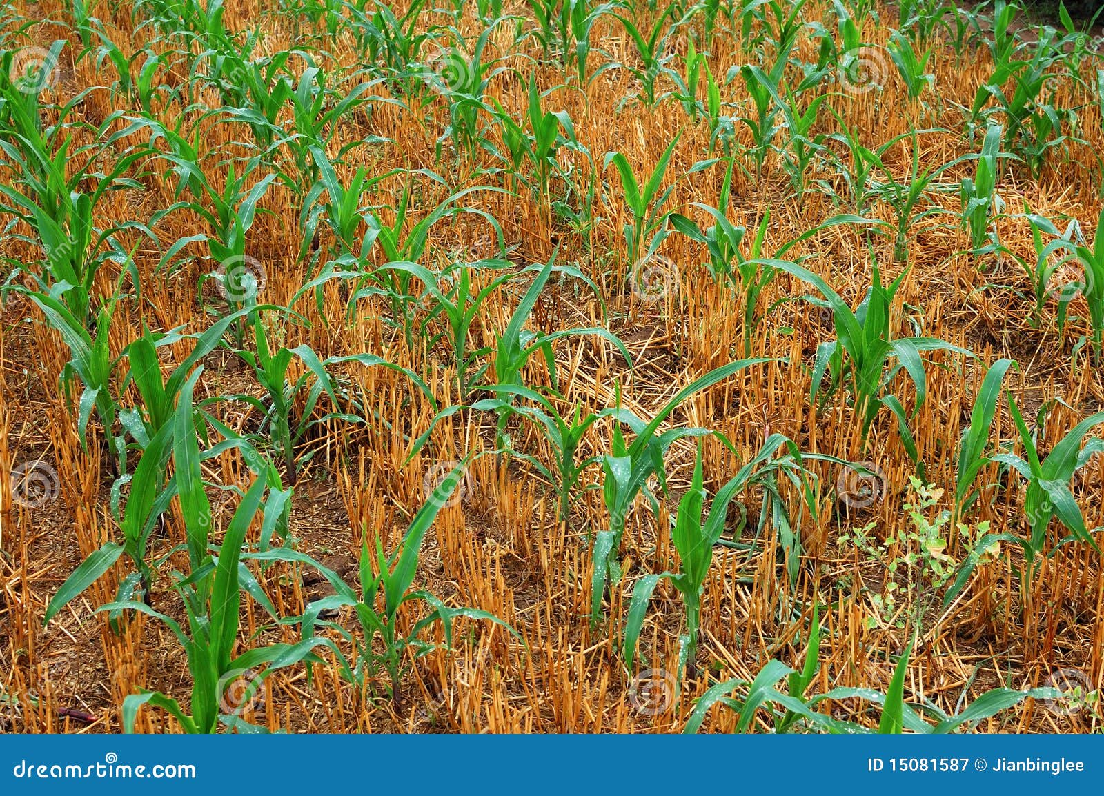 Corn seedlings 1 stock image. Image of farm, wheat, corn - 15081587