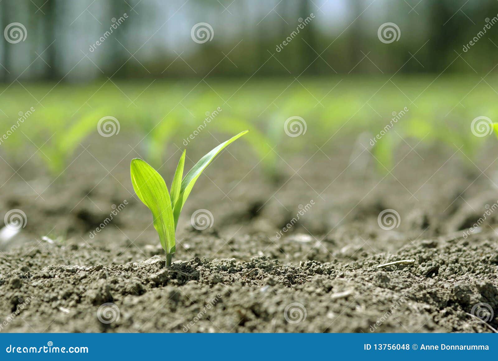 Corn Seedlings stock photo. Image of immature, seedling - 13756048