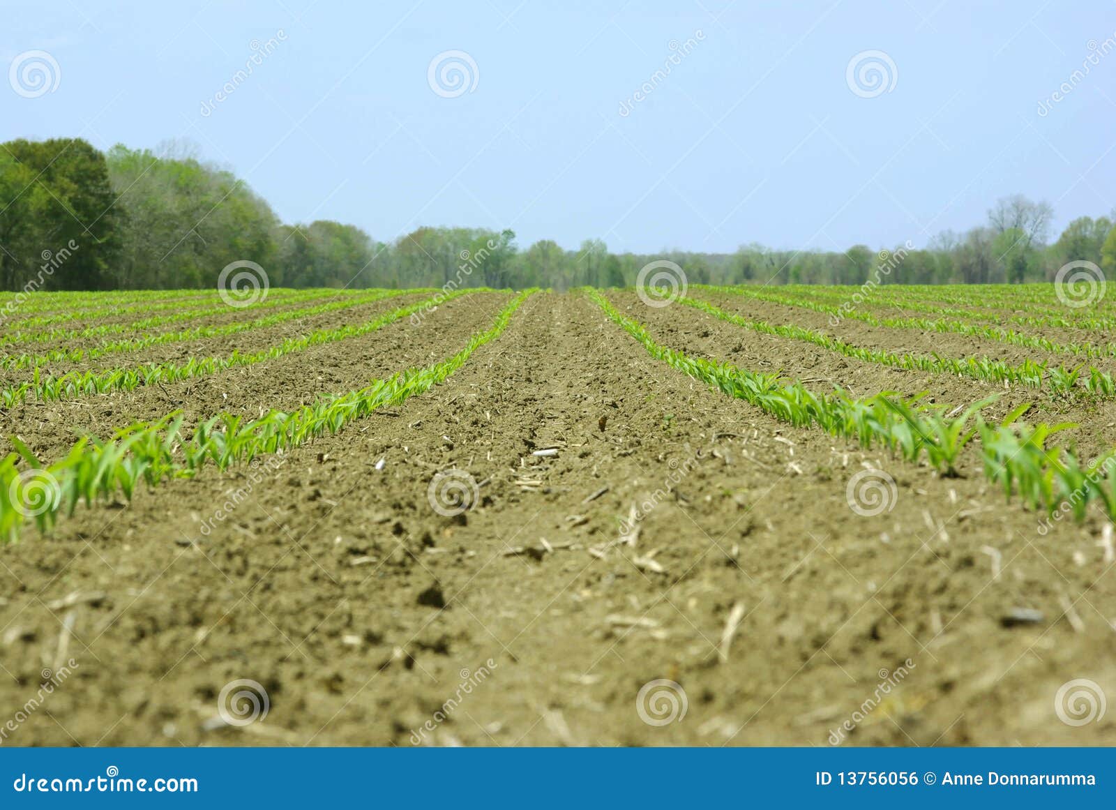 Corn Seedlings stock photo. Image of seedlings, crop - 13756056