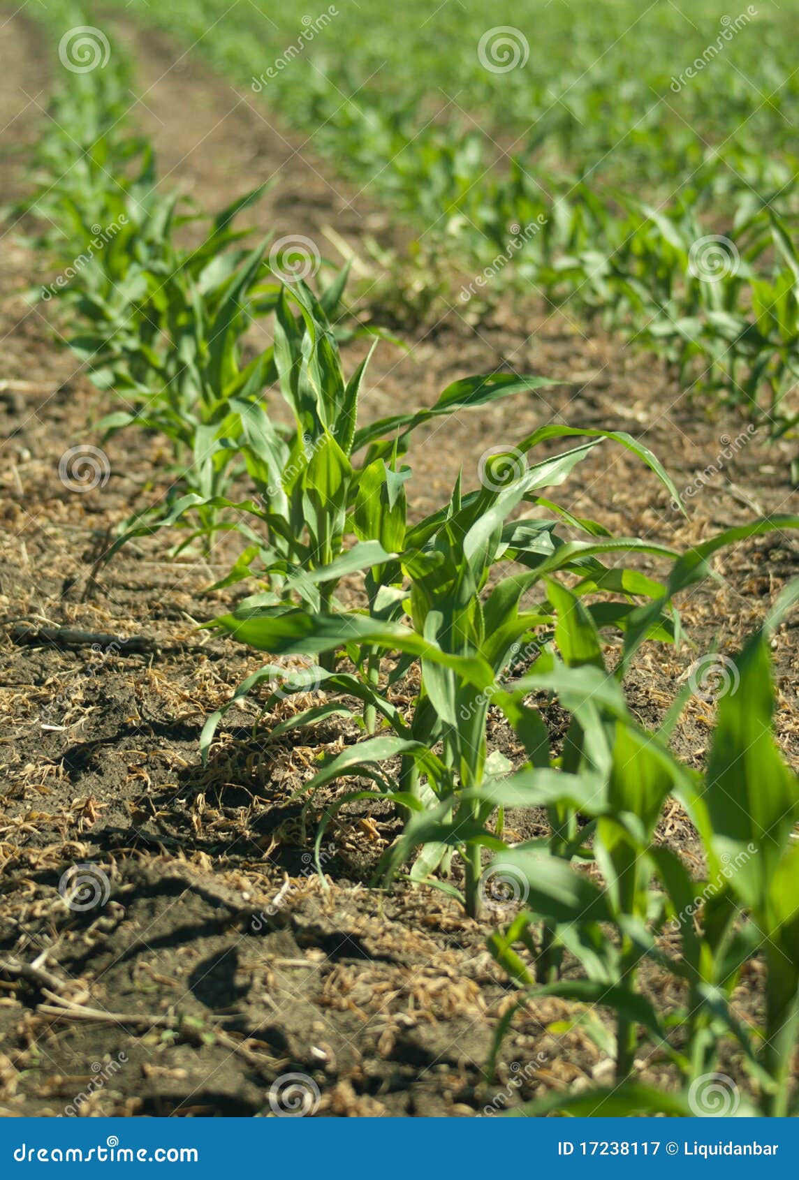 Corn Seedlings stock image. Image of young, grain, color - 17238117