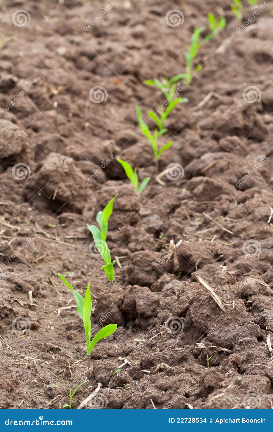 Corn seedlings stock photo. Image of monsoon, grow, rains - 22728534
