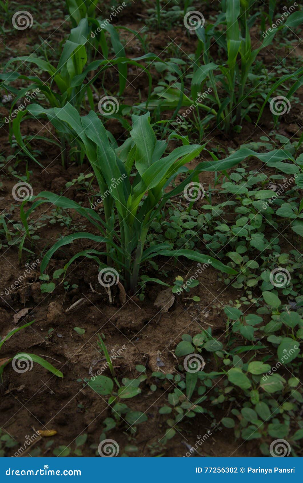 Corn Seedlings , Corn , Sprout Stock Photo - Image of plant, growth ...