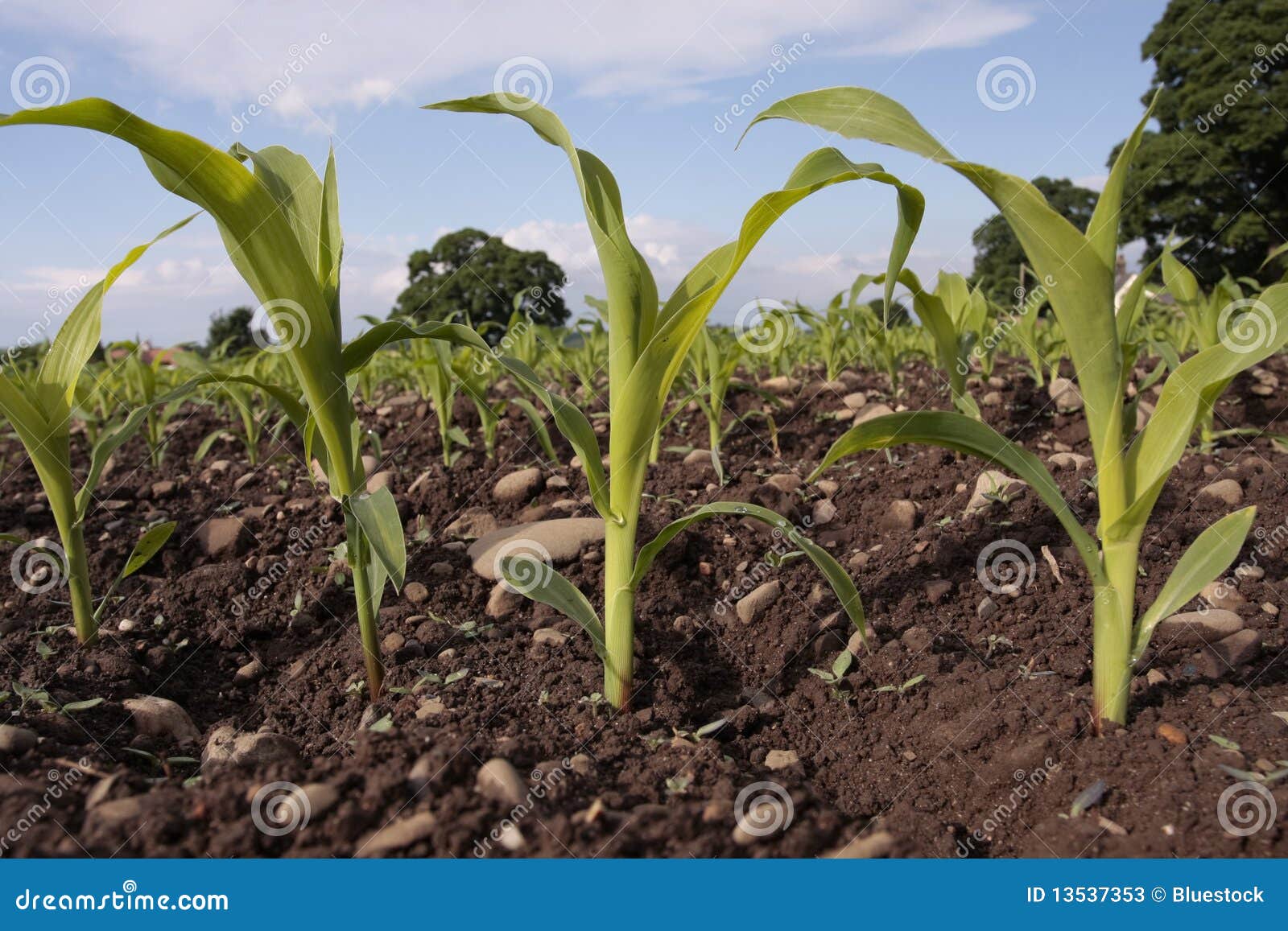 Corn Seedlings Crop Field in Spring Stock Image - Image of agriculture ... Corn Seedlings Crop Field in Spring Stock Image - Image of agriculture ...