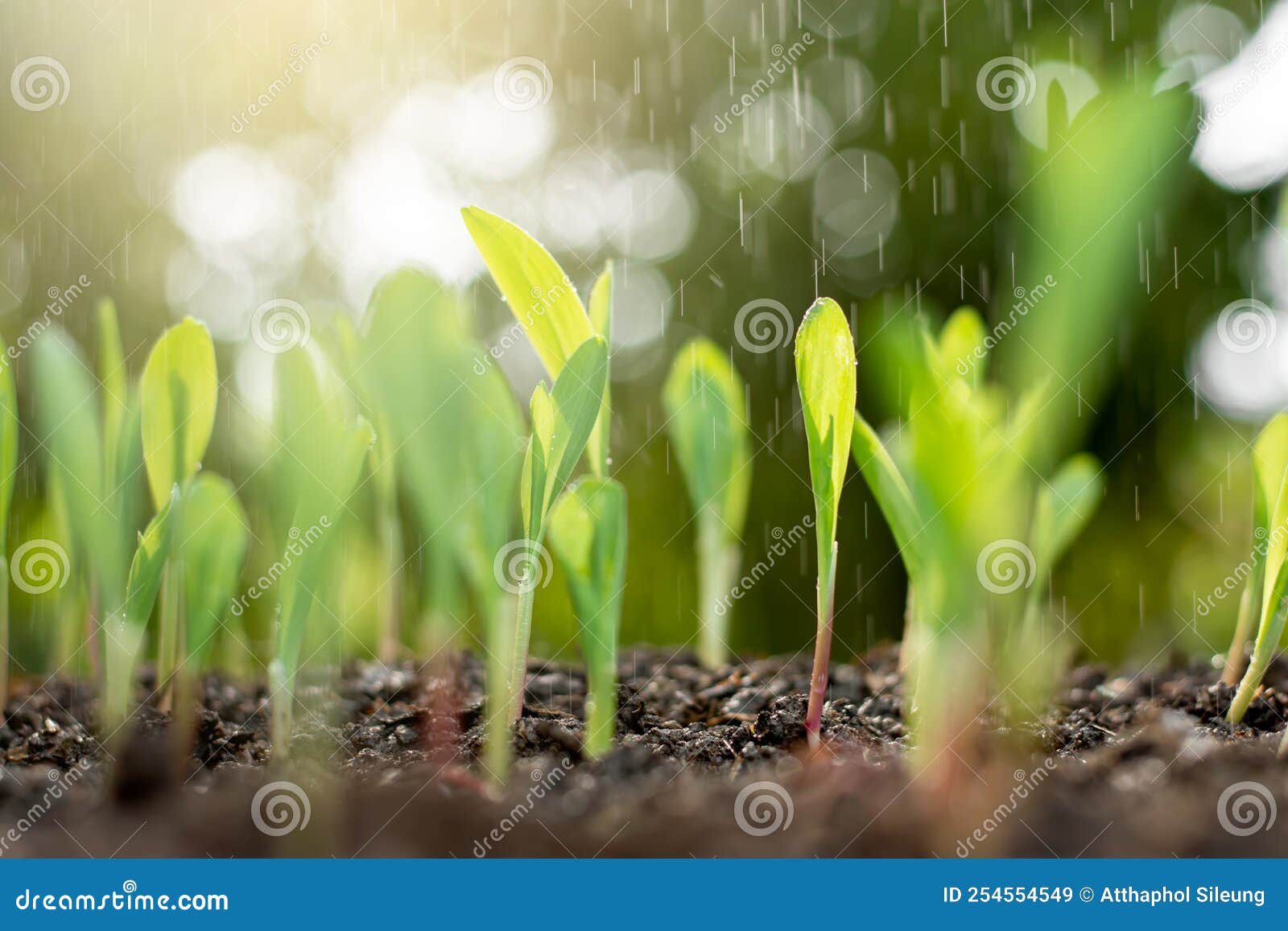 Corn Seedlings are Growing from Abundant Soil, while Rain is Falling ...