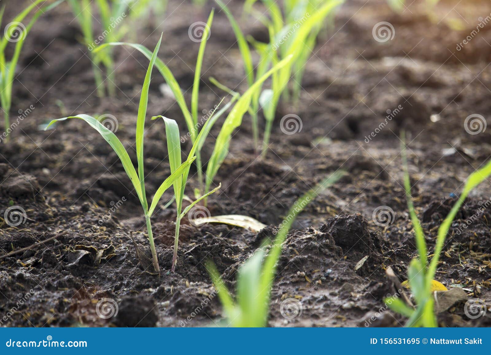 Corn seedlings are growing stock image. Image of hope - 156531695