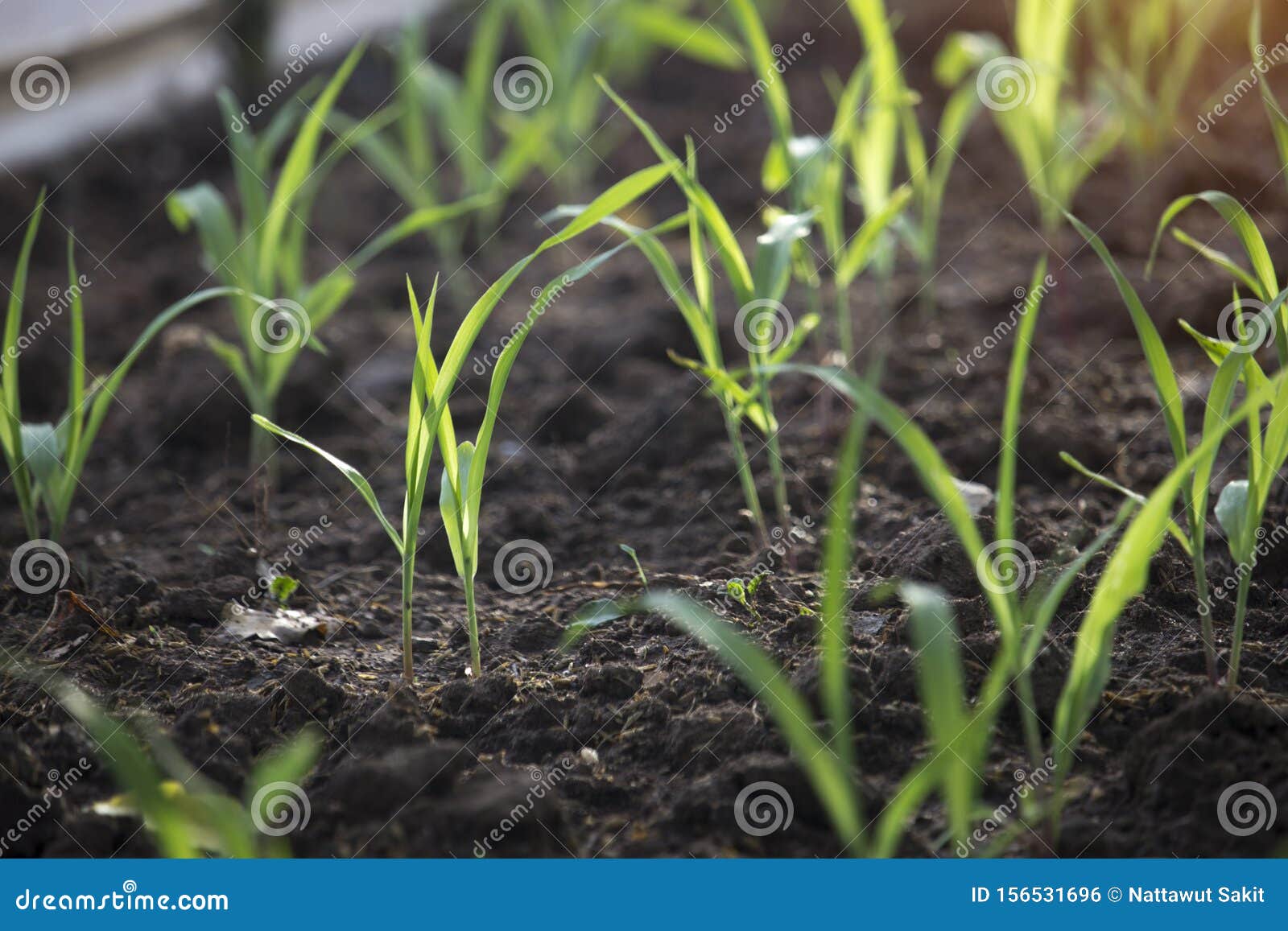 Corn Plots In Farmland Corn Field Corn Planting Corn Cultivation Stock ...
