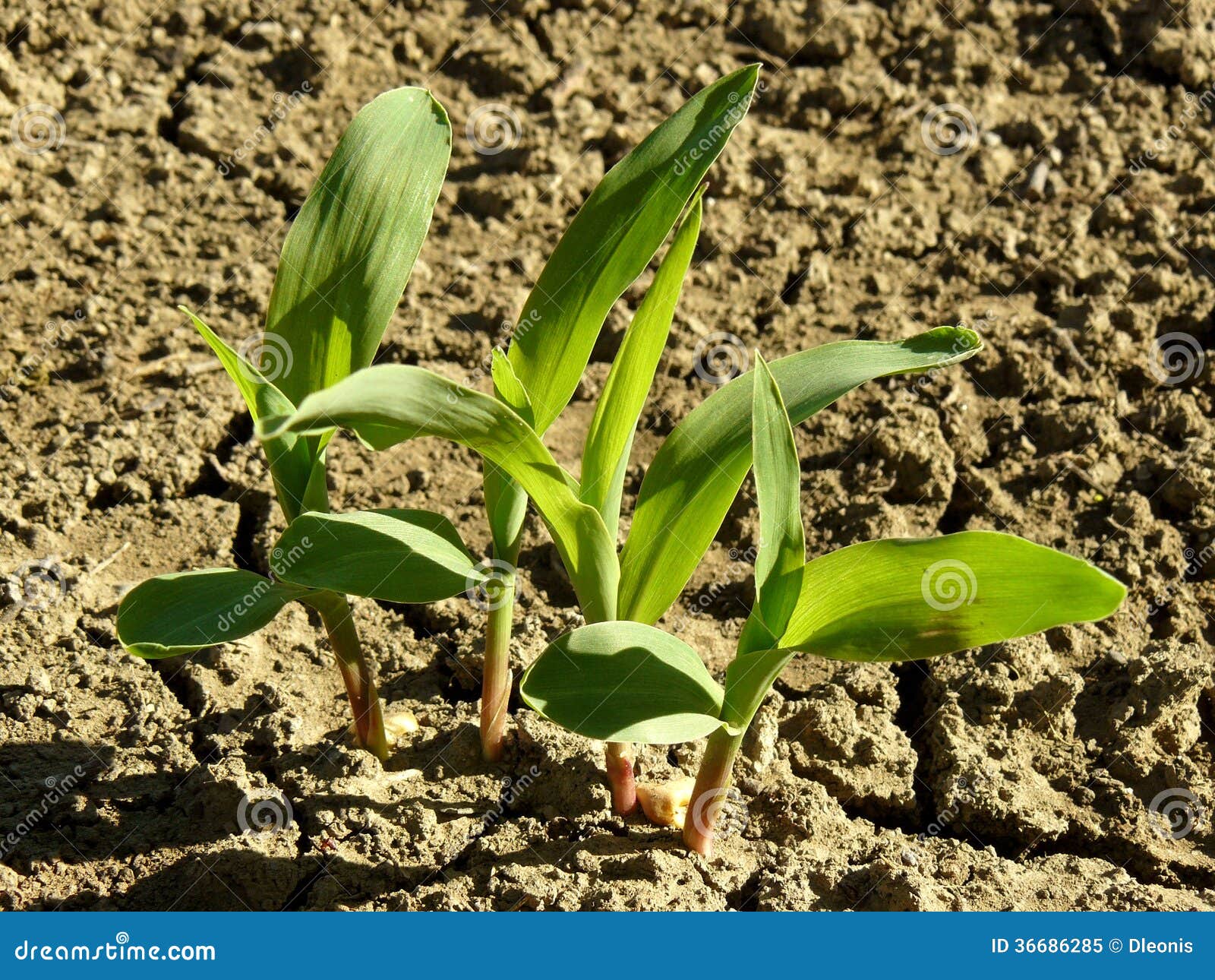 Corn seedlings stock image. Image of gardening, growth - 36686285