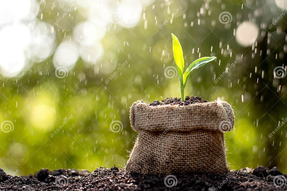 Corn Seedlings in Small Sack Bags are Placed on the Ground and are ...