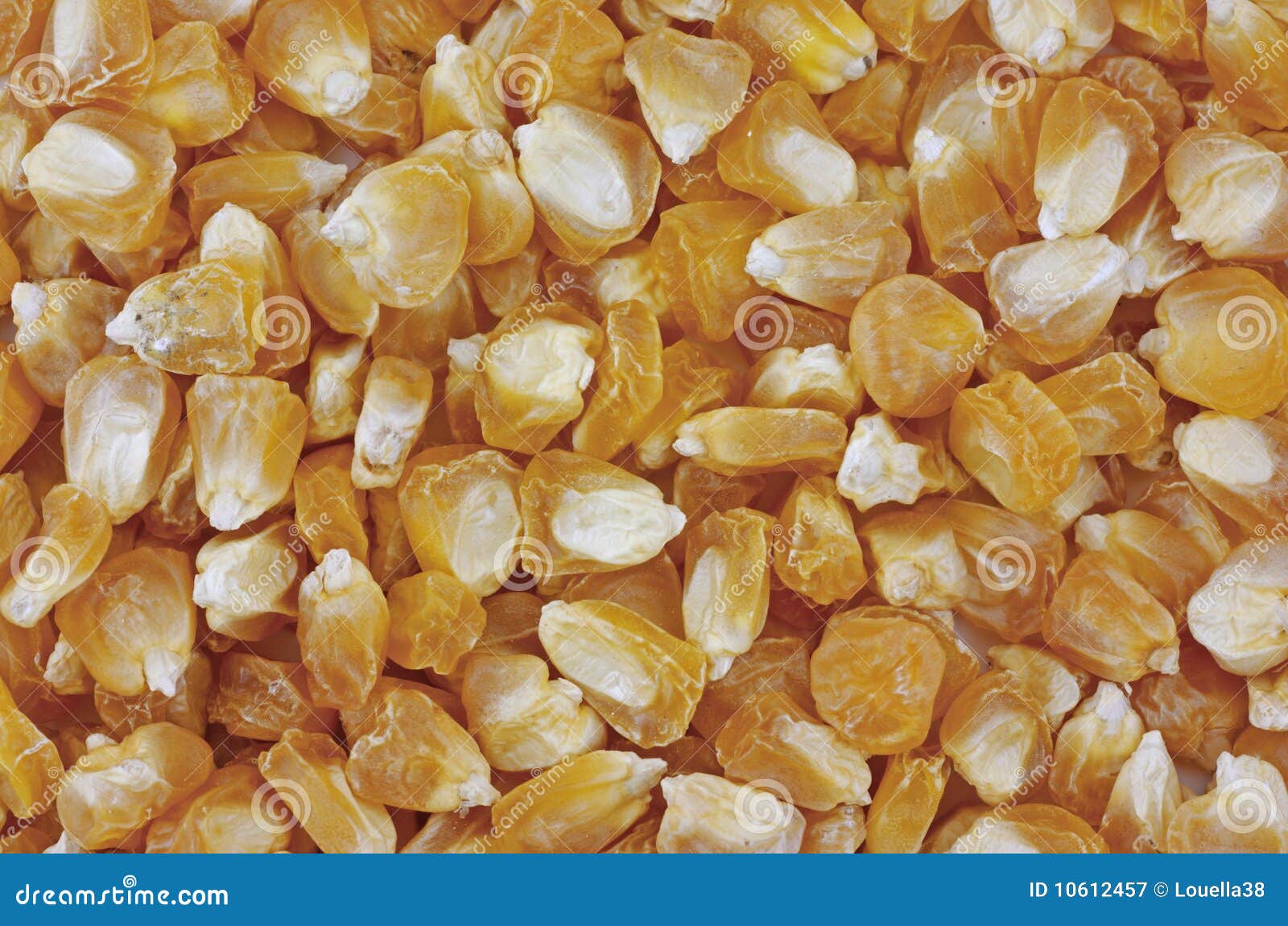 Corn seeds stock image. Image of seeds, corn, product - 10612457