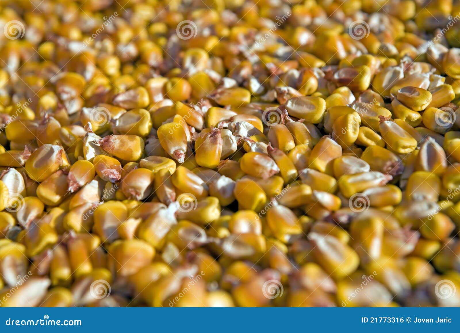 Corn seeds stock photo. Image of food, maize, field, golden - 21773316