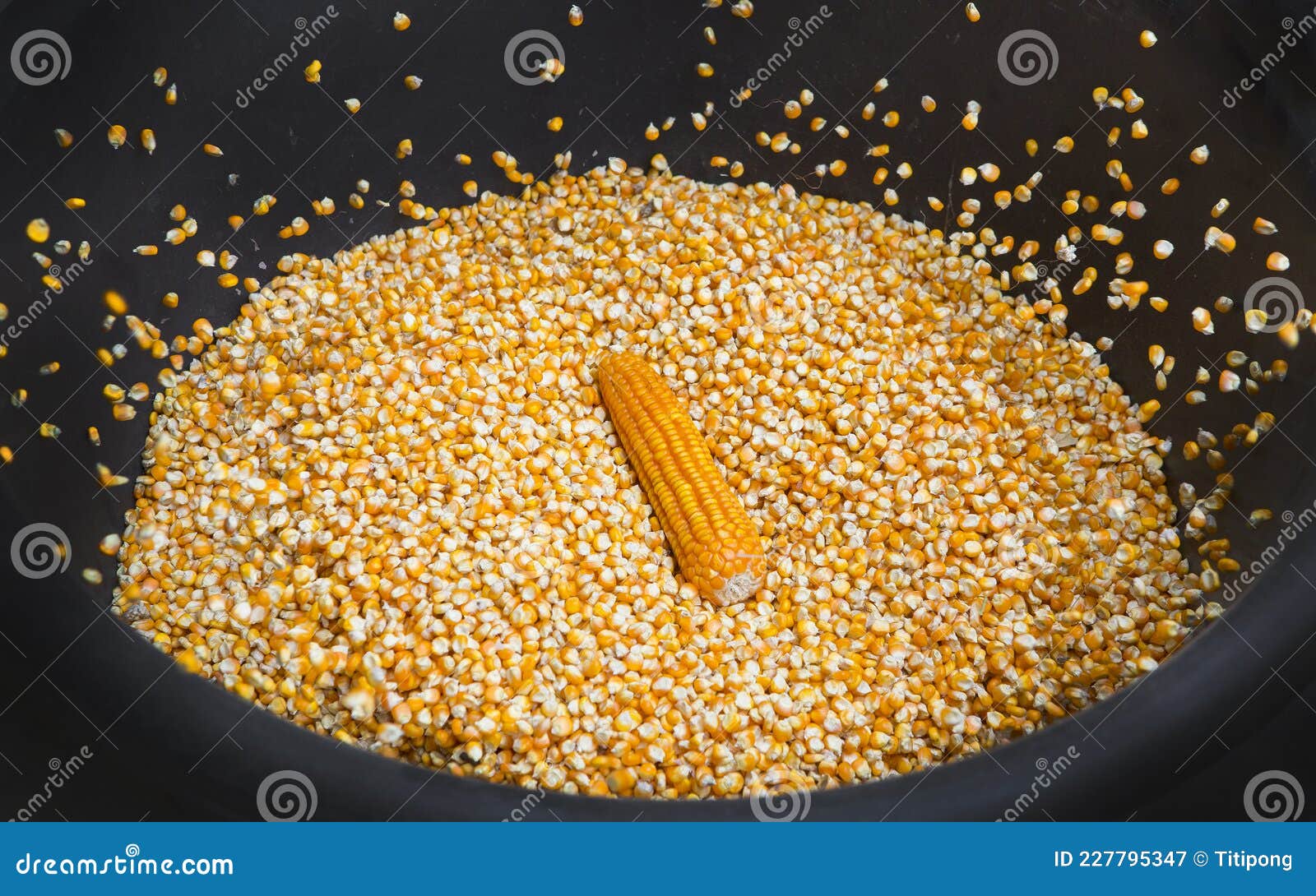 Raw Corn Kernels in a Bucket Stock Image - Image of maize, color: 227795347
