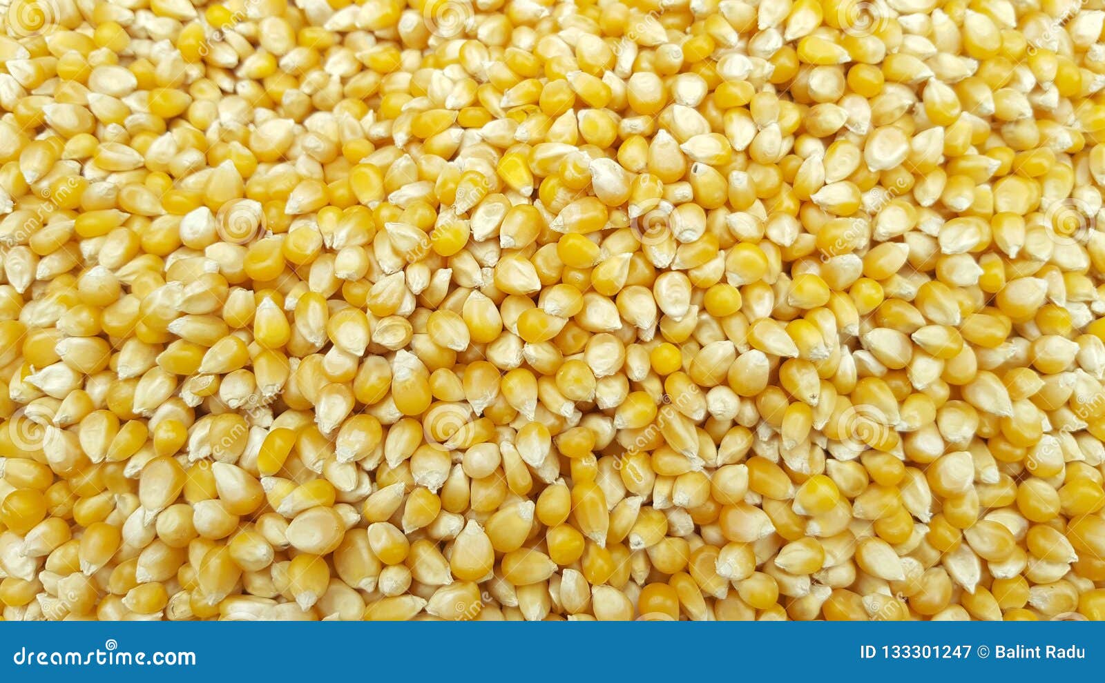 Corn seeds as background stock image. Image of growth - 133301247