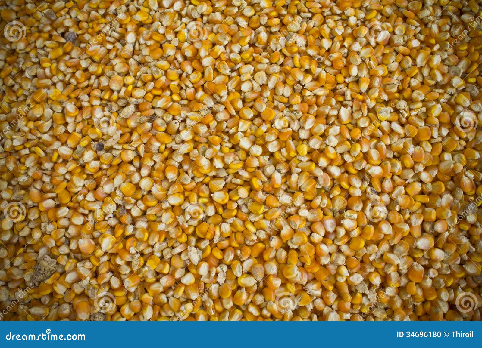 Corn seeds background. stock photo. Image of fresh, orange - 34696180