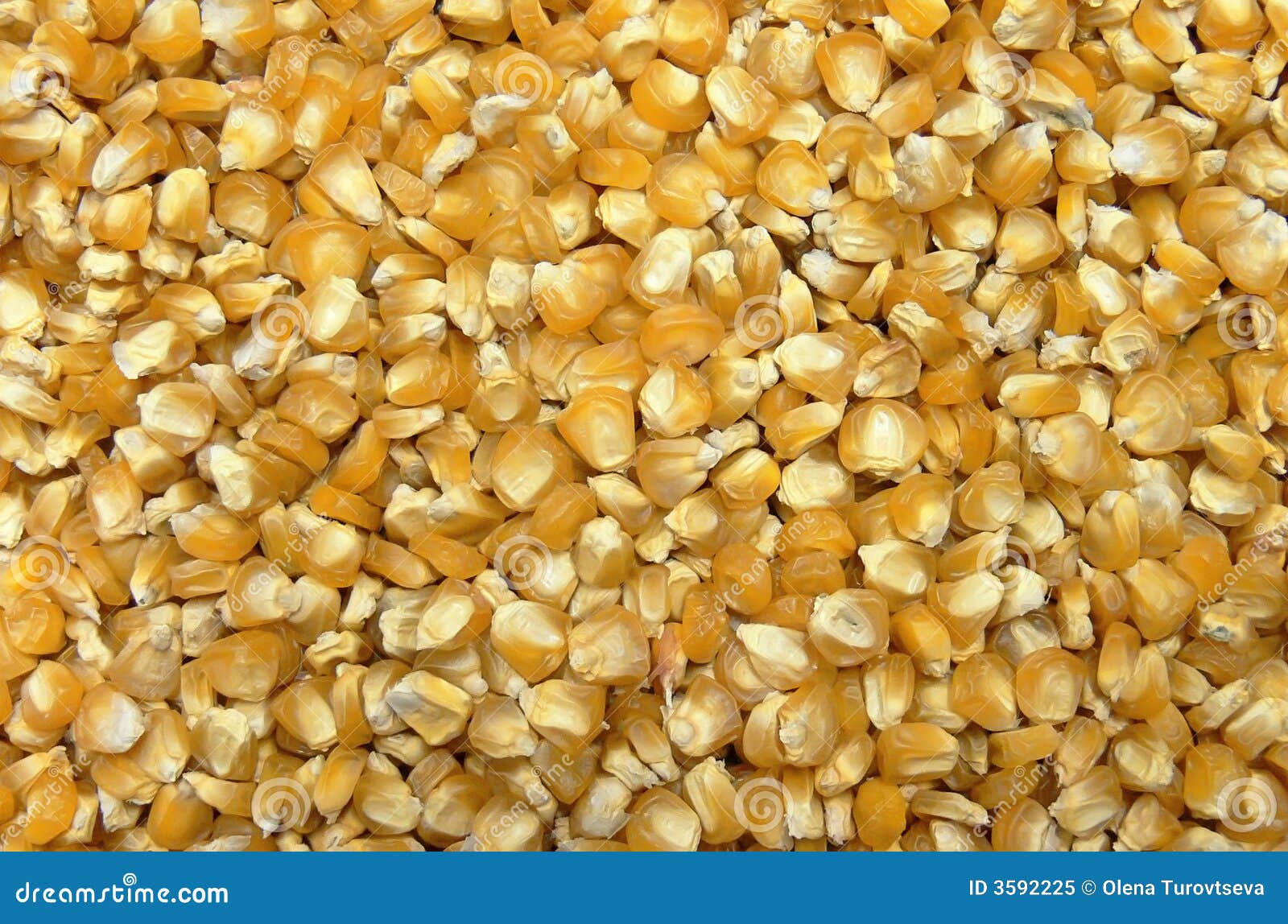 Corn seeds background stock image. Image of length, light - 3592225