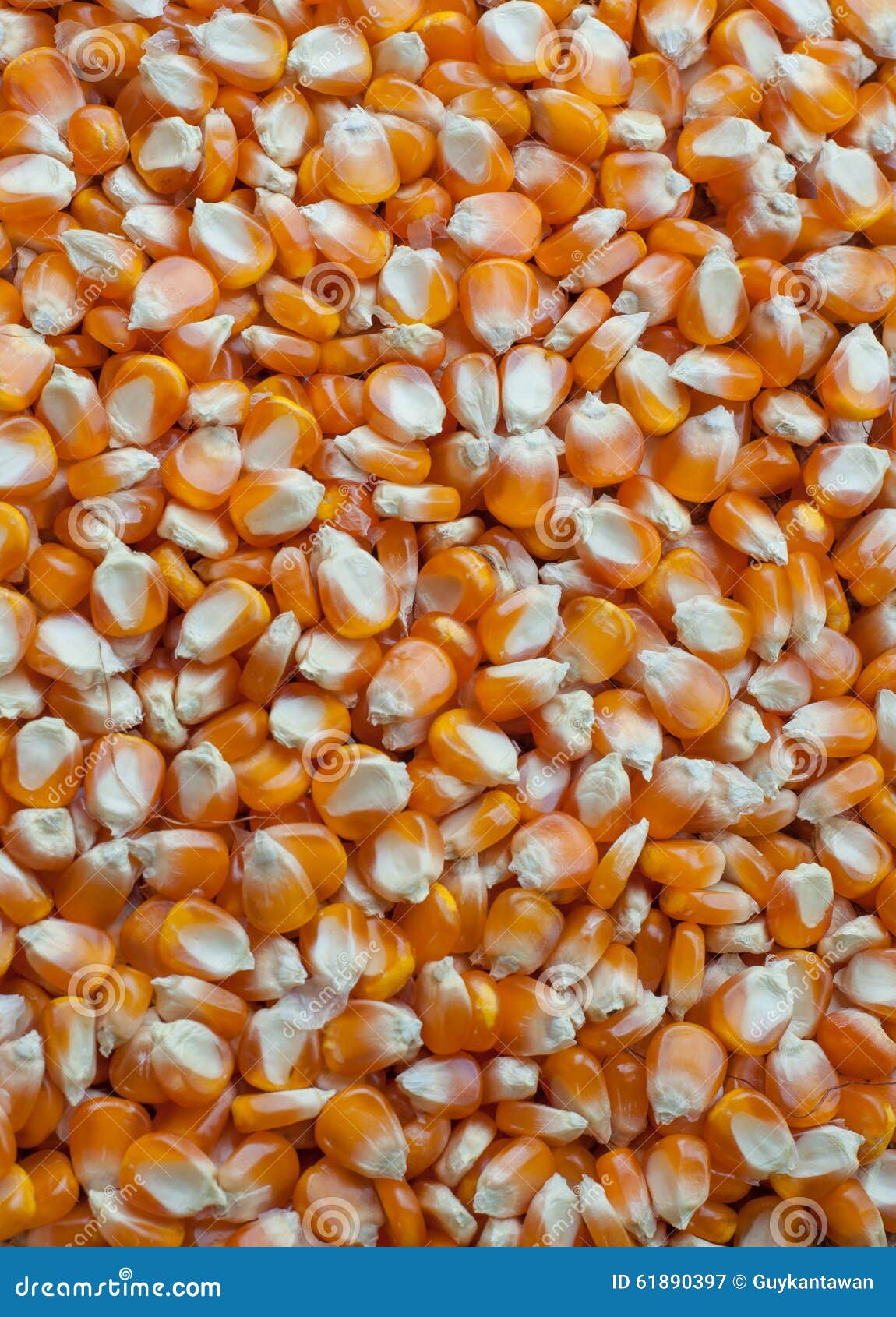 Corn seeds background stock image. Image of fiber, grain - 61890397
