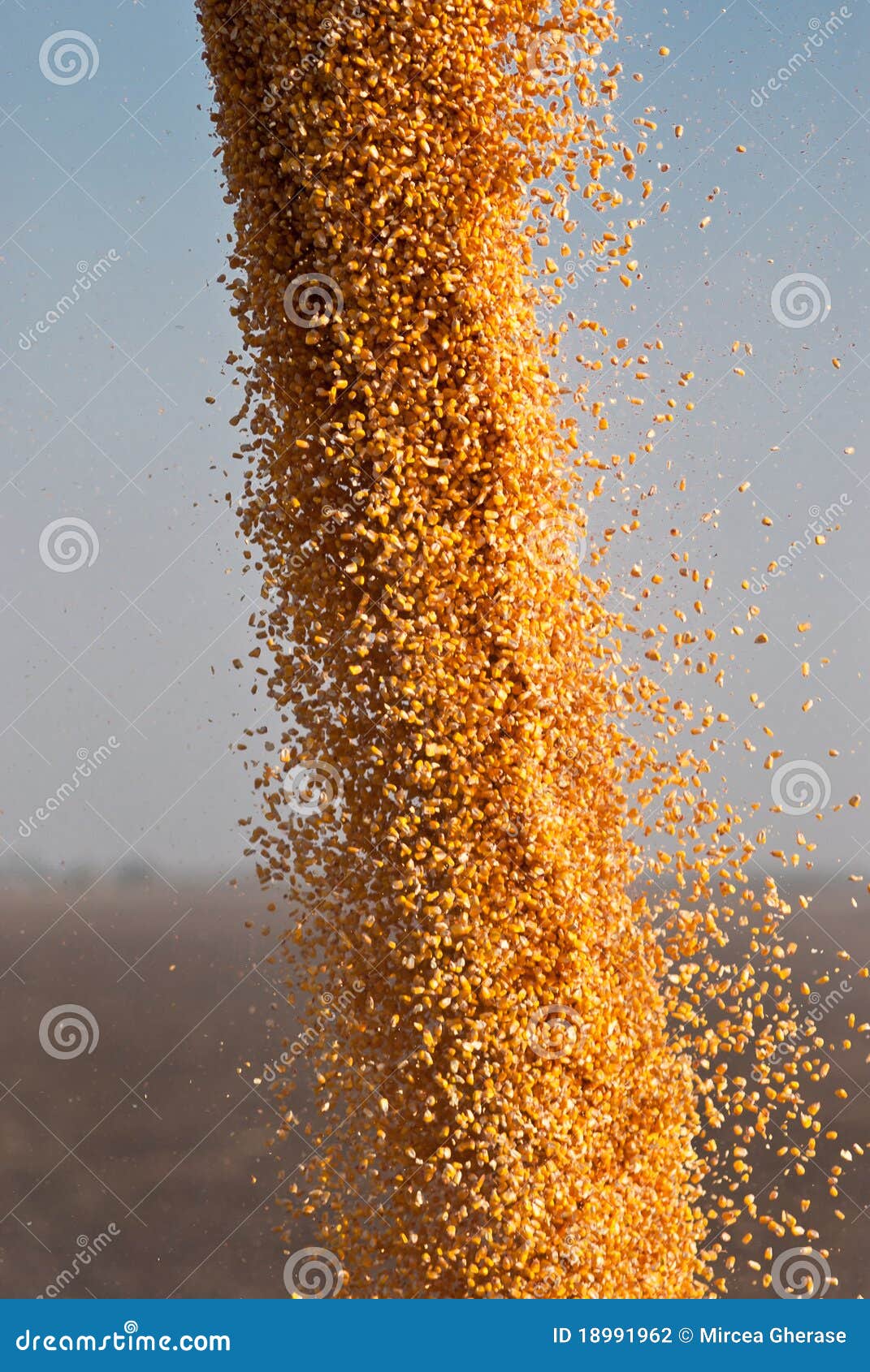 Corn Seeds Being Unloaded from a Combine Stock Photo - Image of load ...