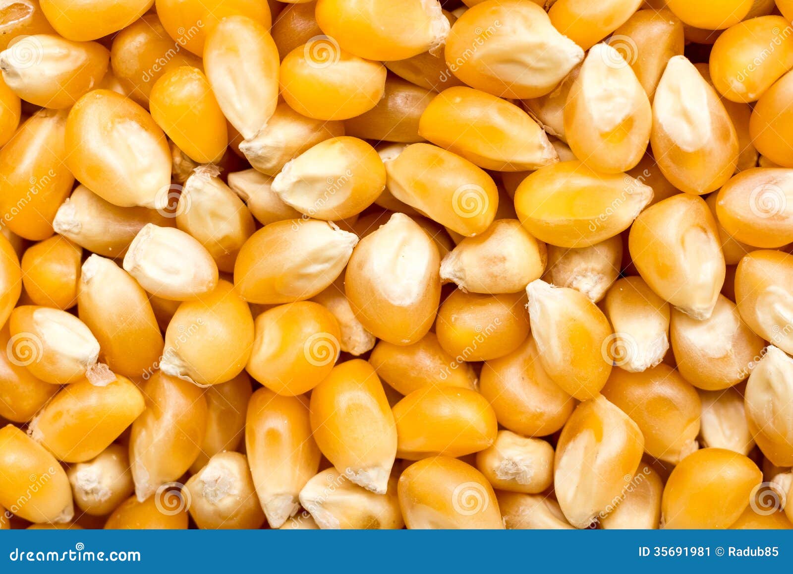 Corn Seeds Details stock image. Image of pattern, orange - 35691981