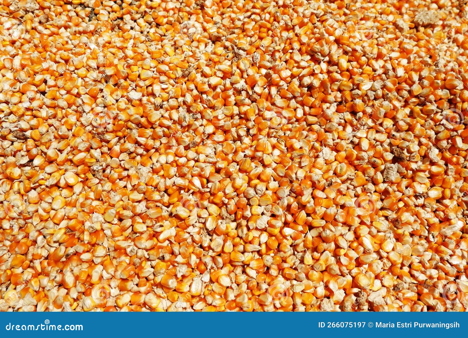 Corn Seeds are Dried in the Sun Stock Image - Image of farmer, organic ...