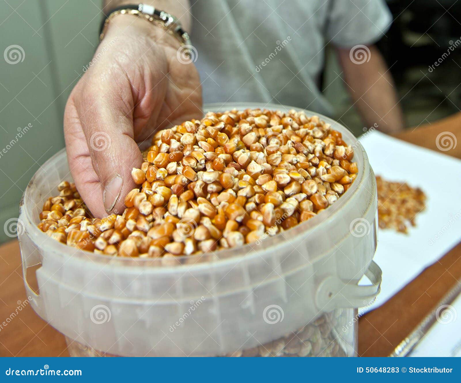 Corn seeds stock image. Image of container, cooking, grain - 50648283
