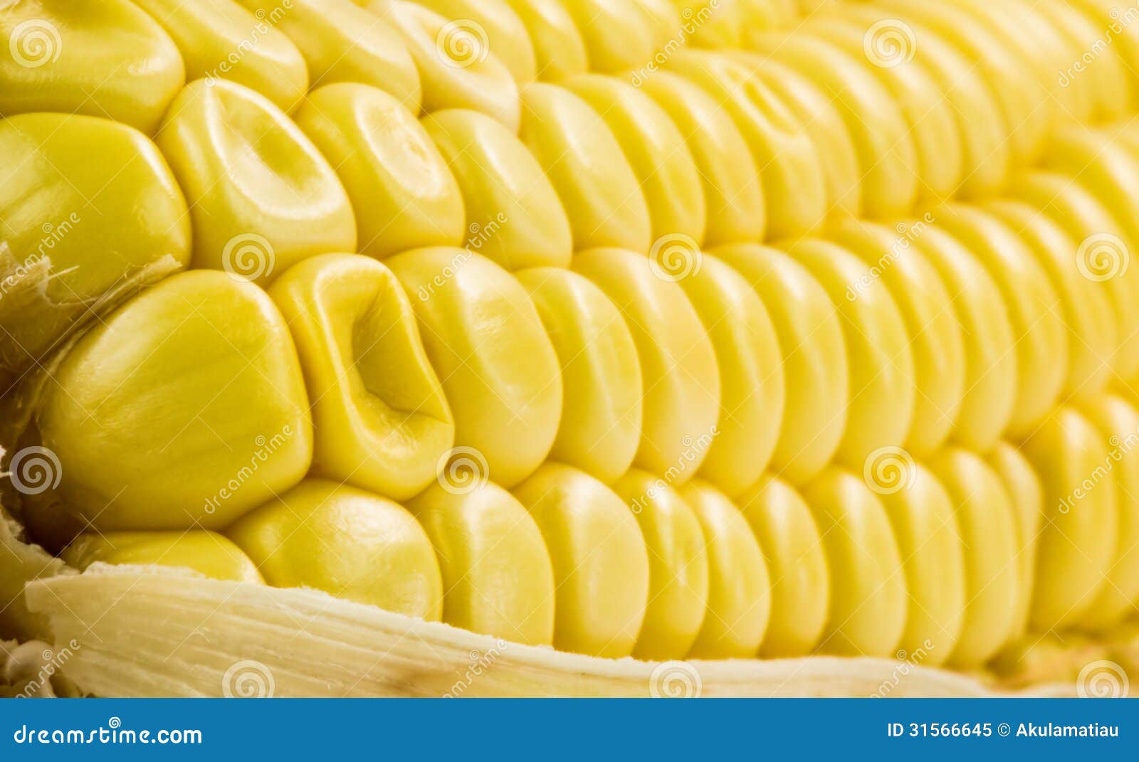 Corn Seeds II stock image. Image of golden, corn, food - 31566645