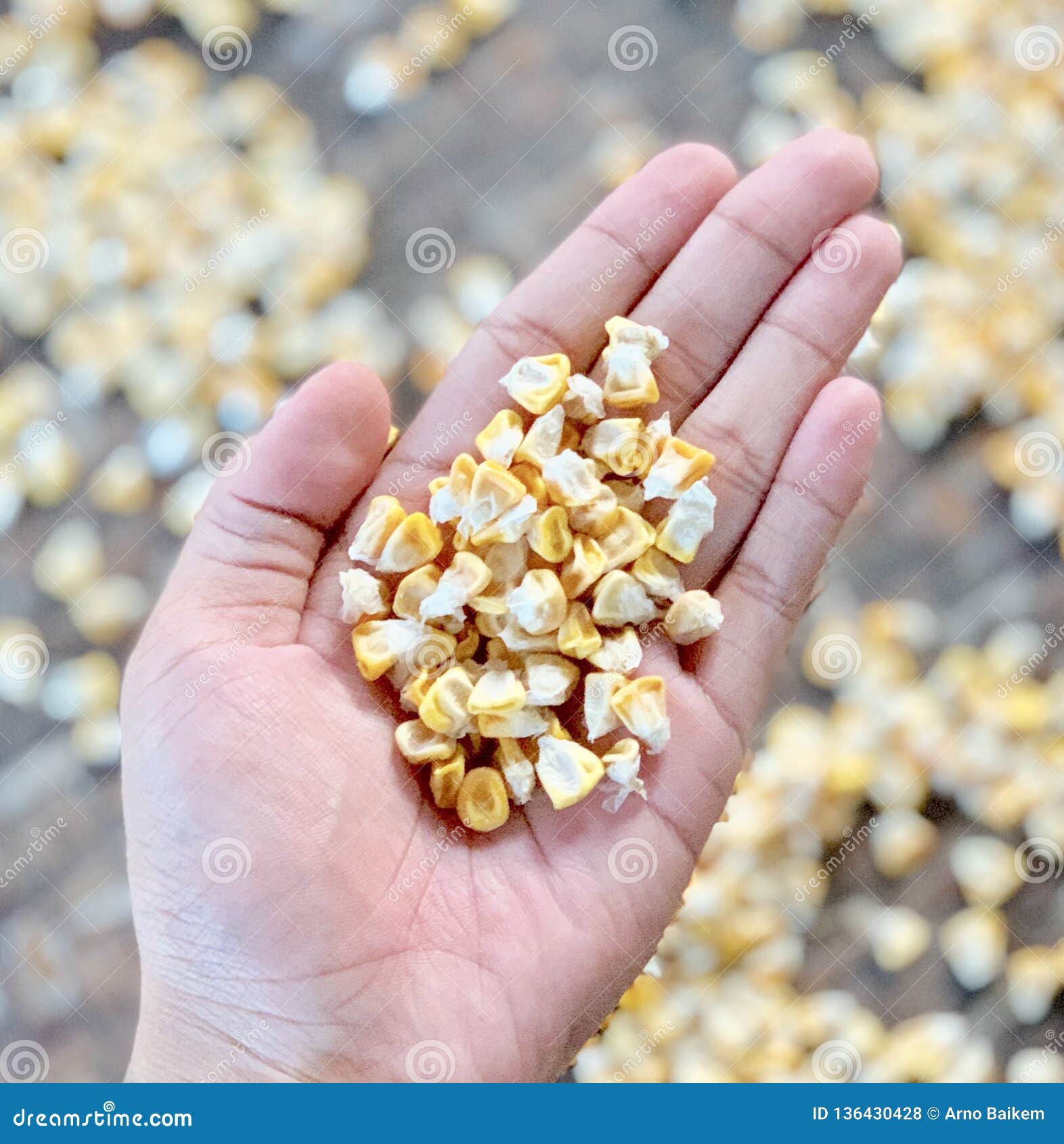 Corn Seeds are in the Palm. Stock Photo - Image of seeds, palm: 136430428