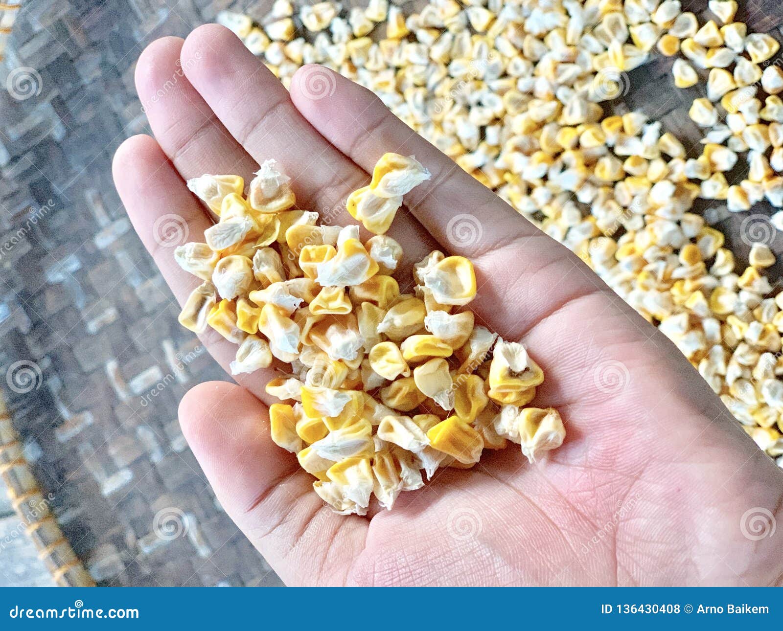 Corn Seeds are in the Palm. Stock Photo - Image of corn, seeds: 136430408